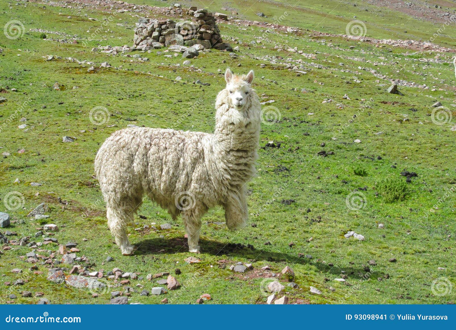 White lama portrait stock image. Image of llama, domestic - 93098941
