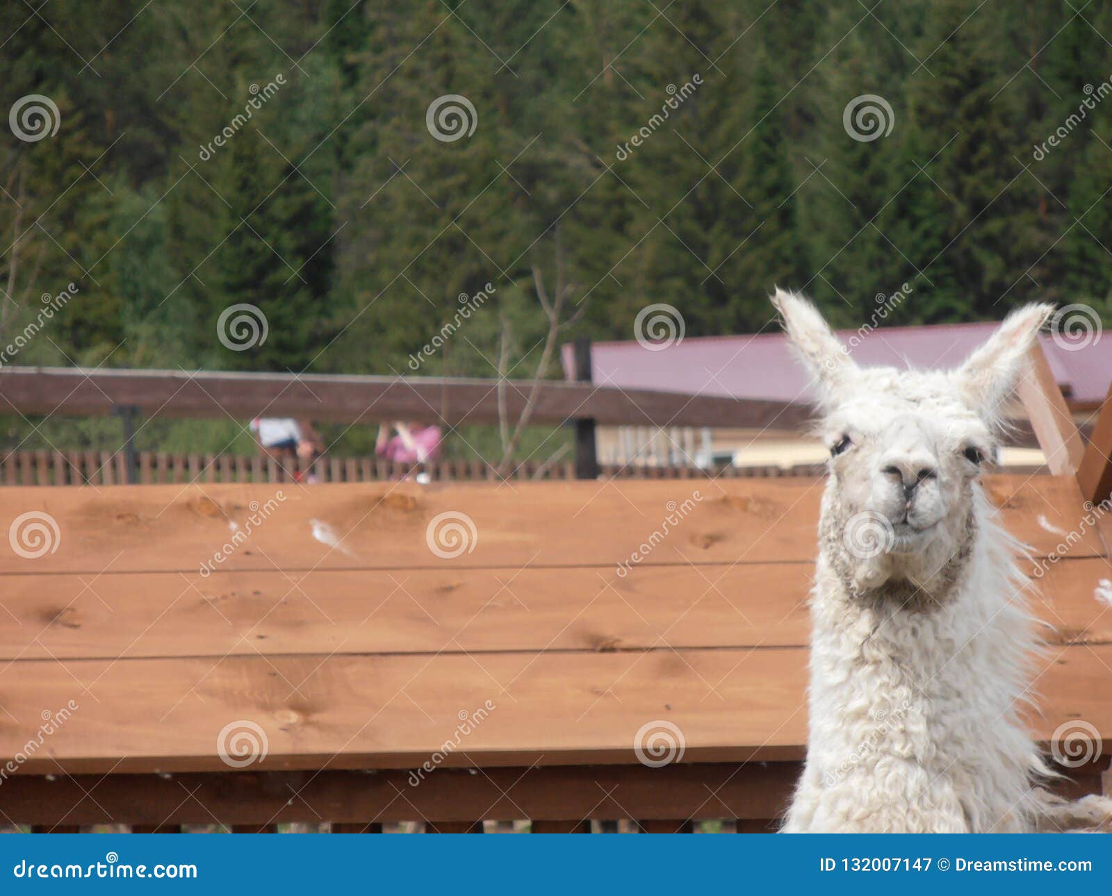 White lama smile stock image. Image of wood, funny, ears - 132007147