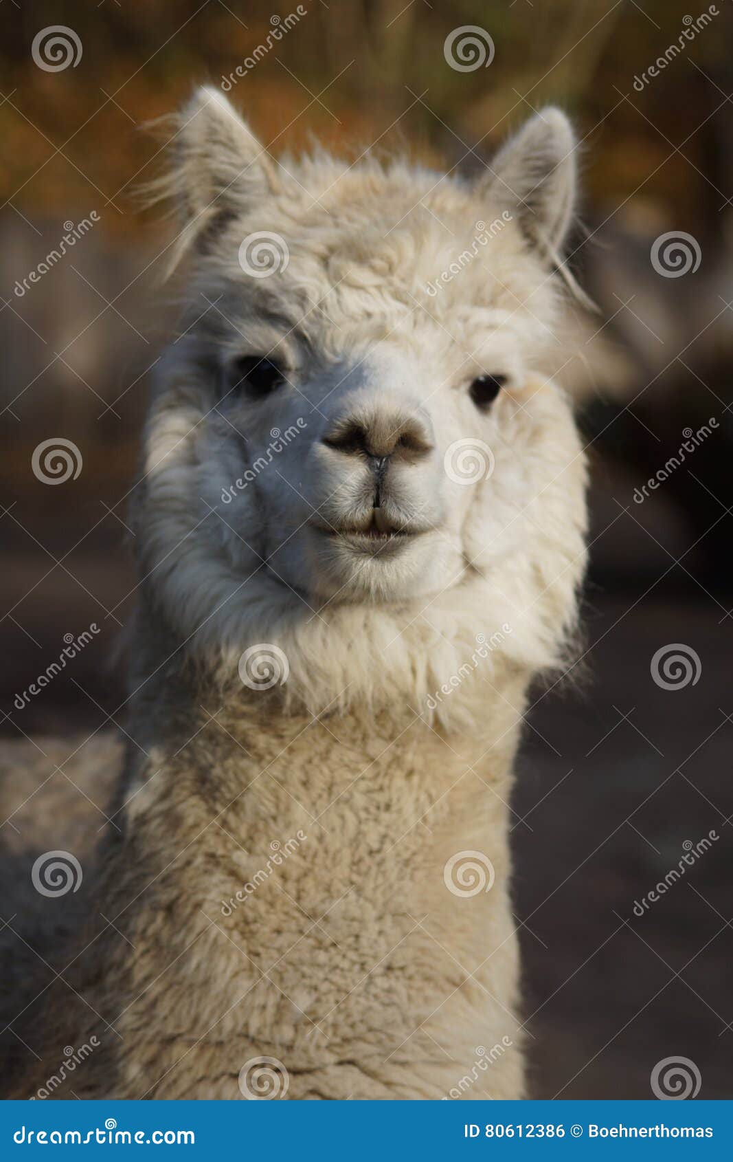 White Lama Thick Coat Stock Photos - Free & Royalty-Free Stock Photos ...