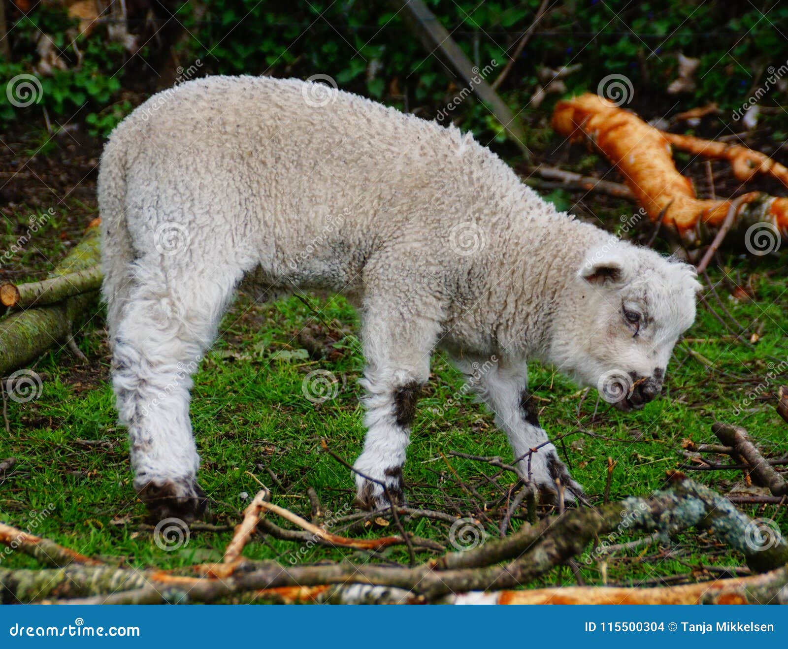 White lamb chewing on twig stock photo. Image of baby - 115500304