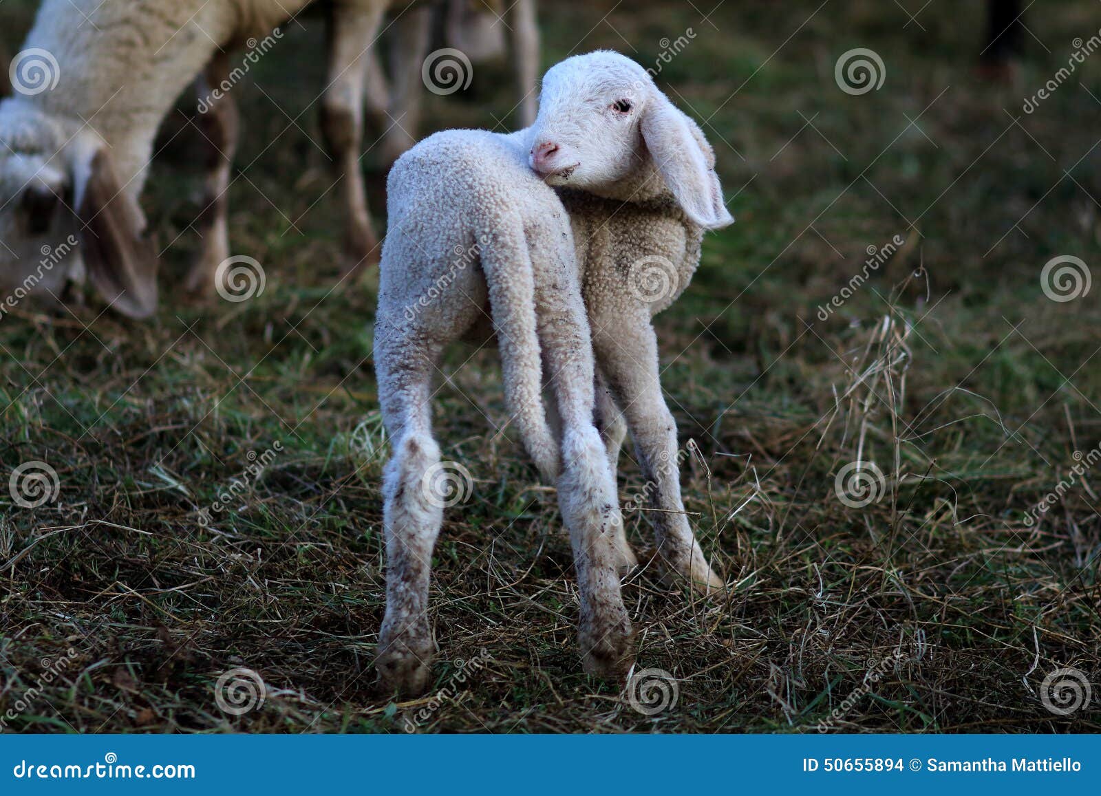 White lamb stock photo. Image of farm, lamb, herd, white - 50655894
