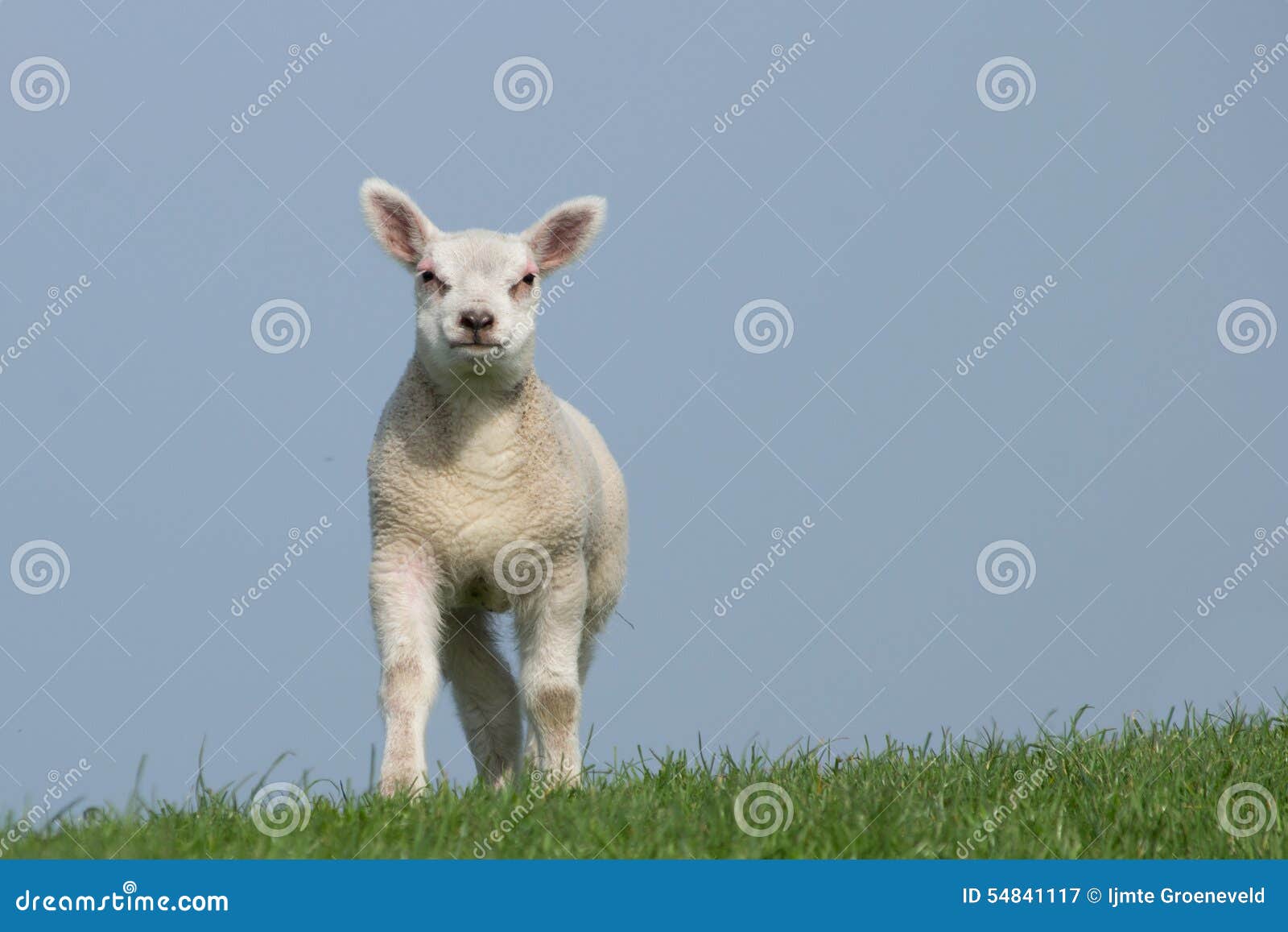 White Lamb Facing the Camera Stock Image - Image of friesland, clouds ...