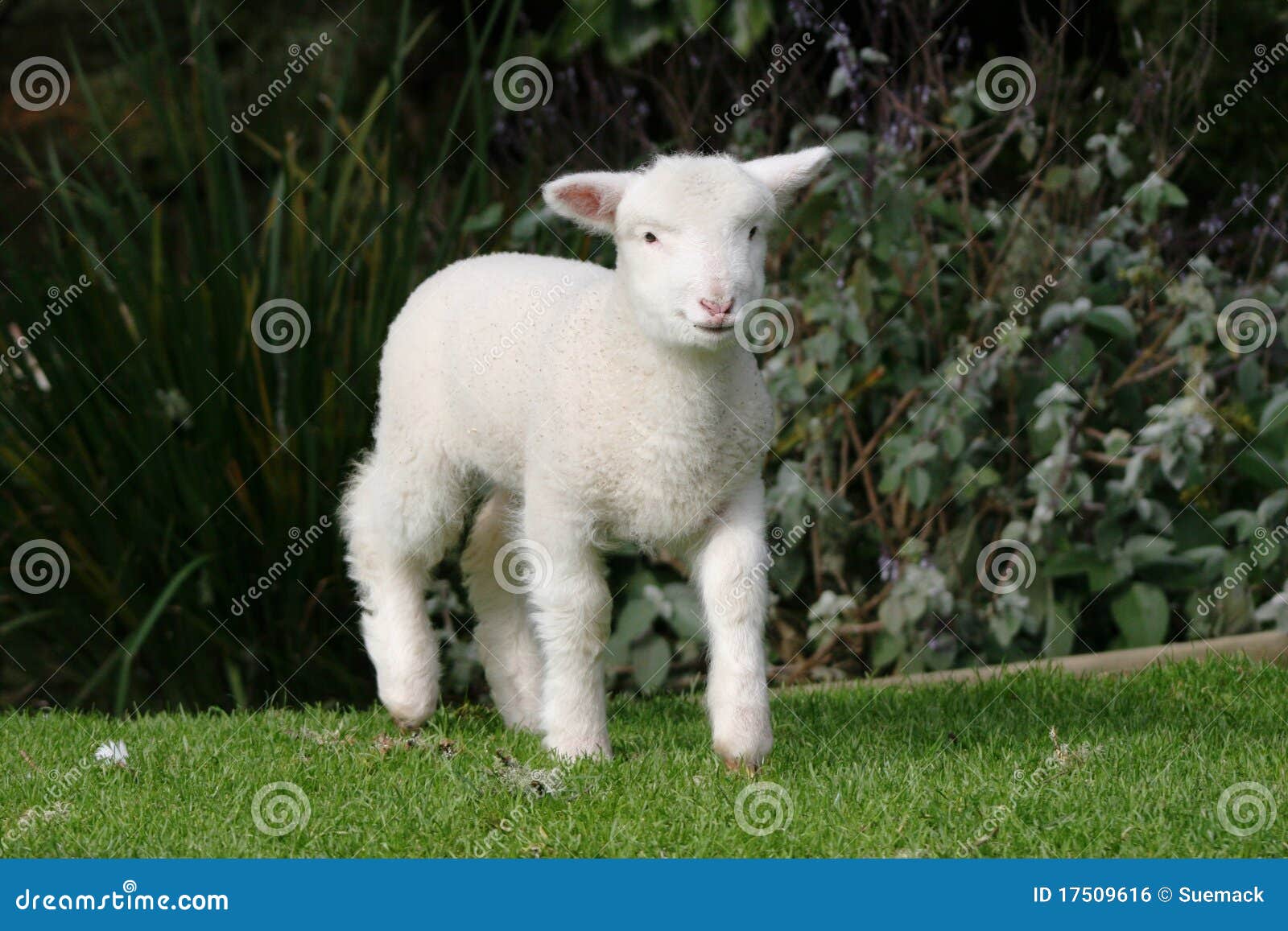 White lamb on the grass stock photo. Image of grass, lamb - 17509616