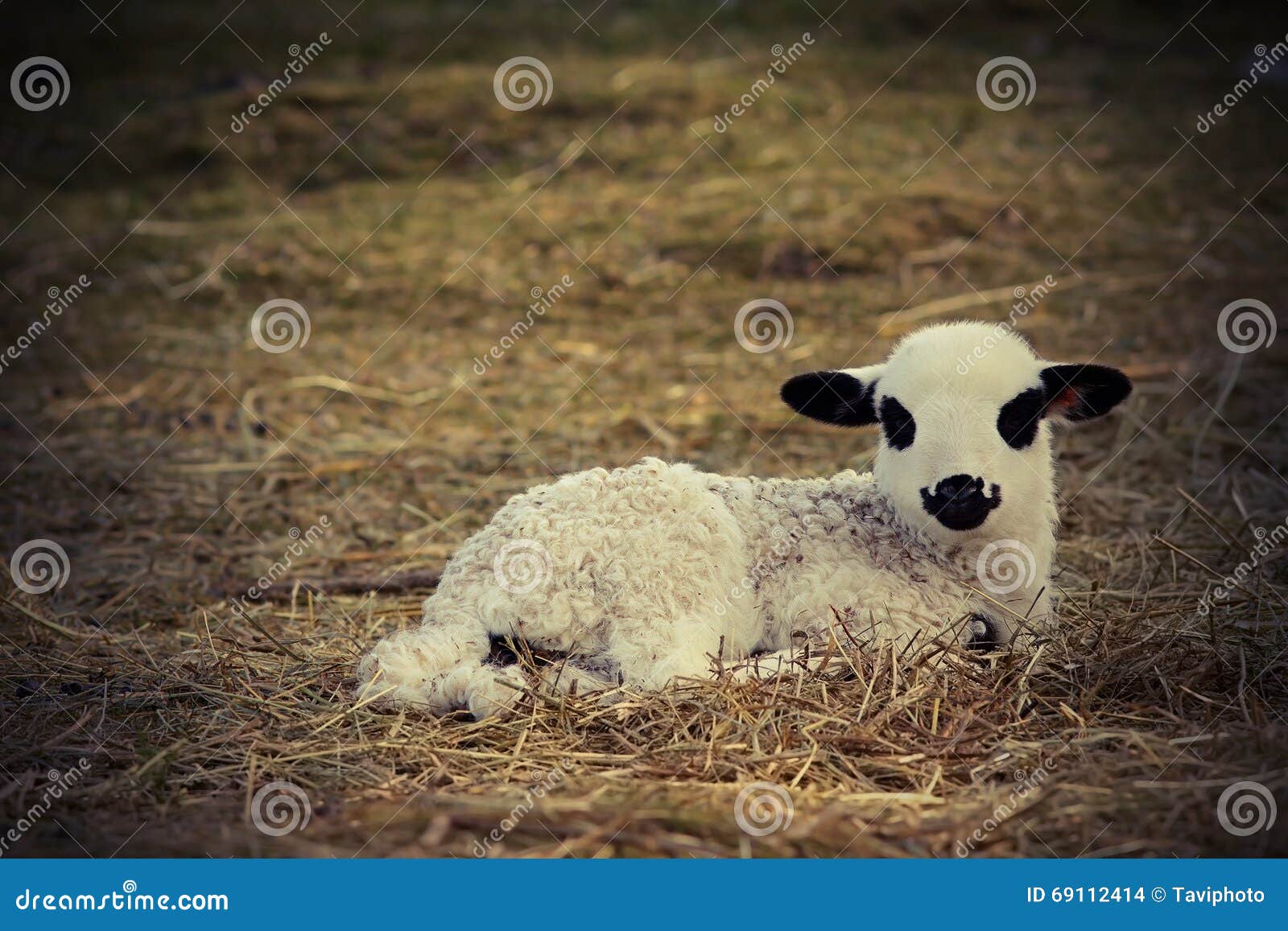 White Lamb Laying on Green Lawn Stock Photo - Image of sheep, grass ...