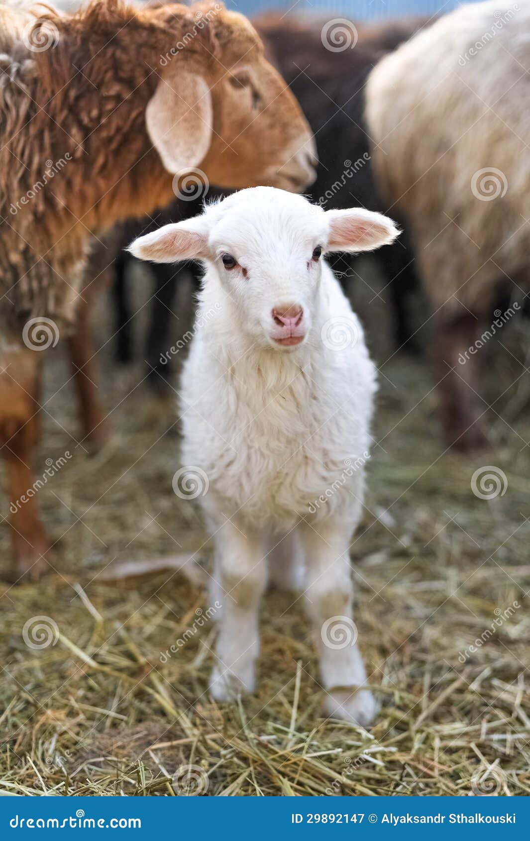 White lamb stock image. Image of breeding, country, flock - 29892147