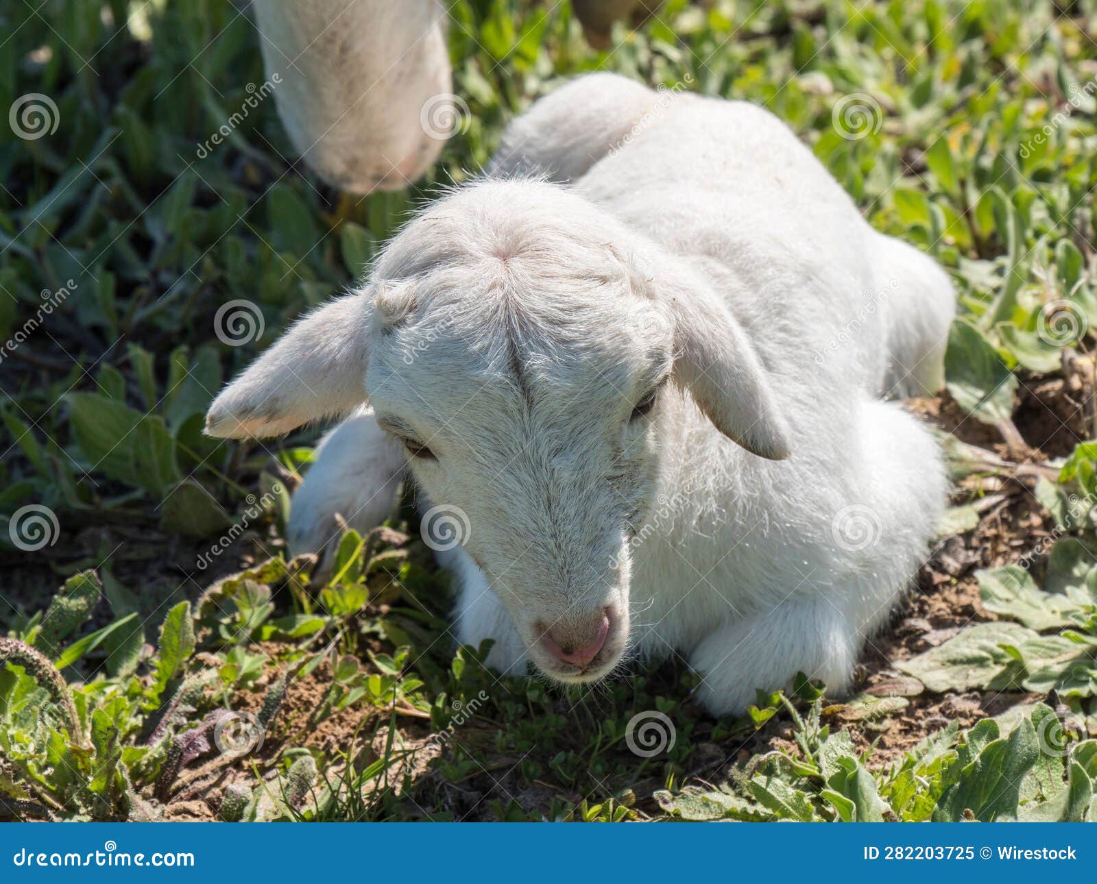 White Lamb is Lying on the Ground in a Peaceful Scene in a Tranquil ...