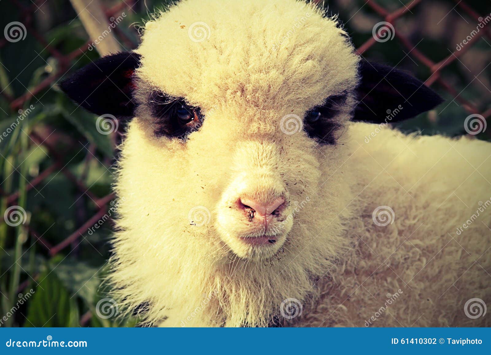 White lamb portrait stock photo. Image of closeup, grass - 61410302