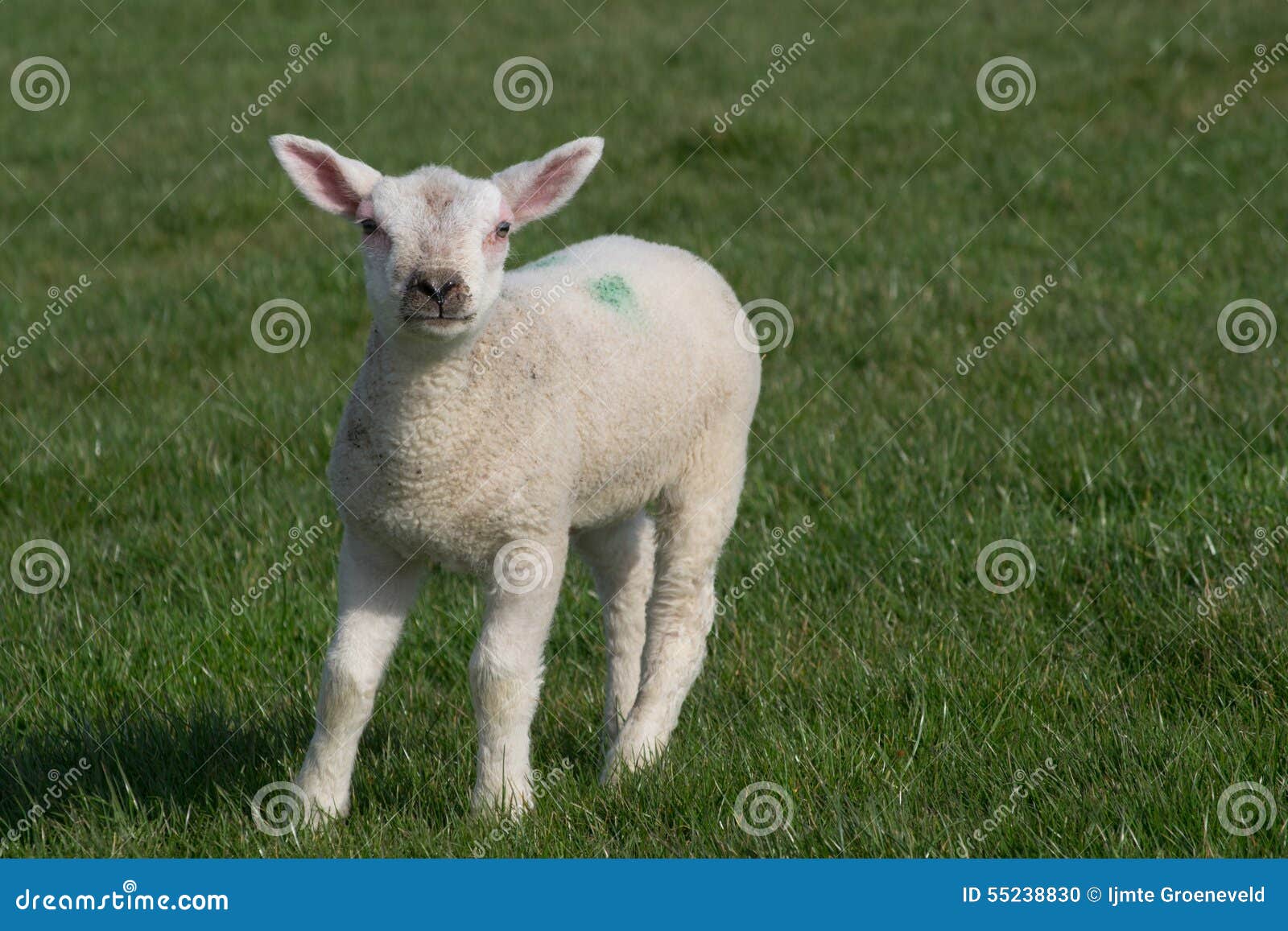 White Lamb Standing on Grass Facing the Camera Stock Photo - Image of ...