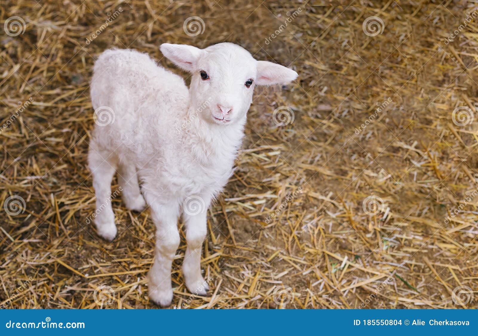 A White Lamb Stands in the Barn. Stock Photo - Image of livestock ...