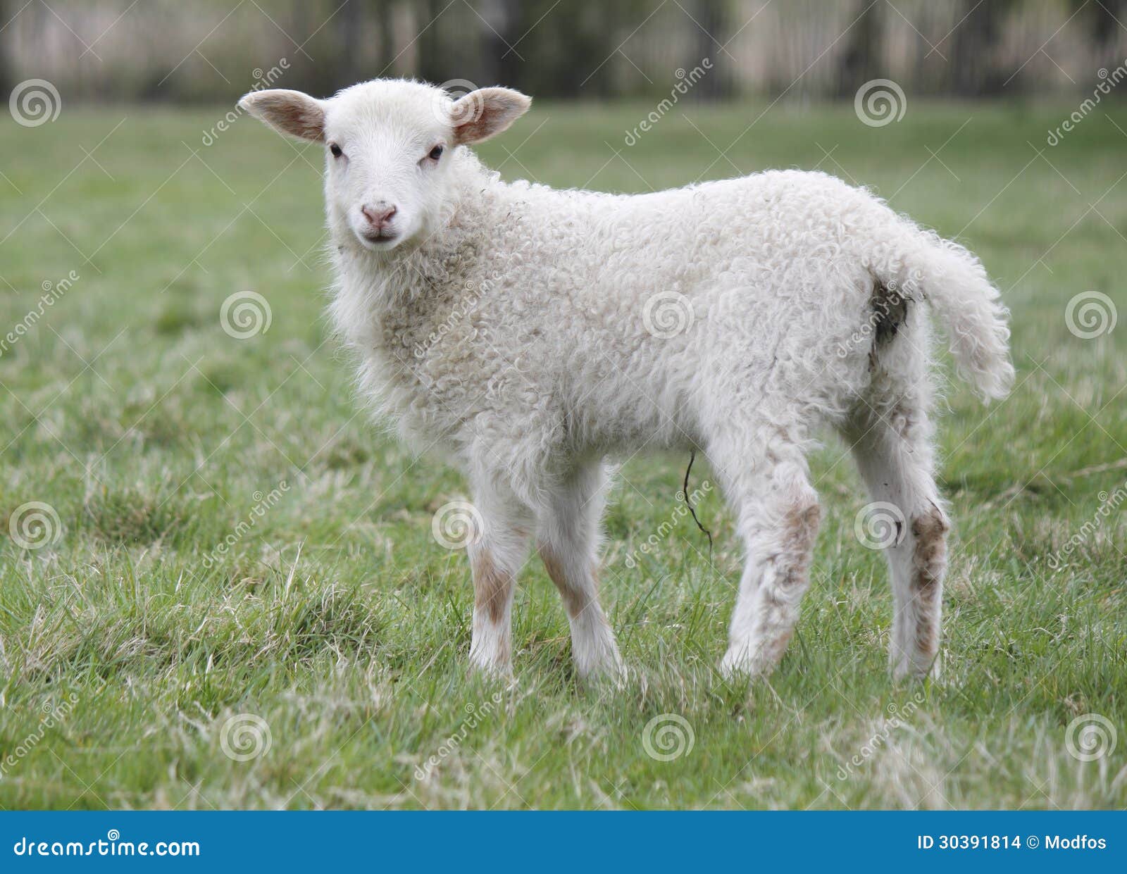 White Lamb stock photo. Image of pure, pasture, grazing - 30391814
