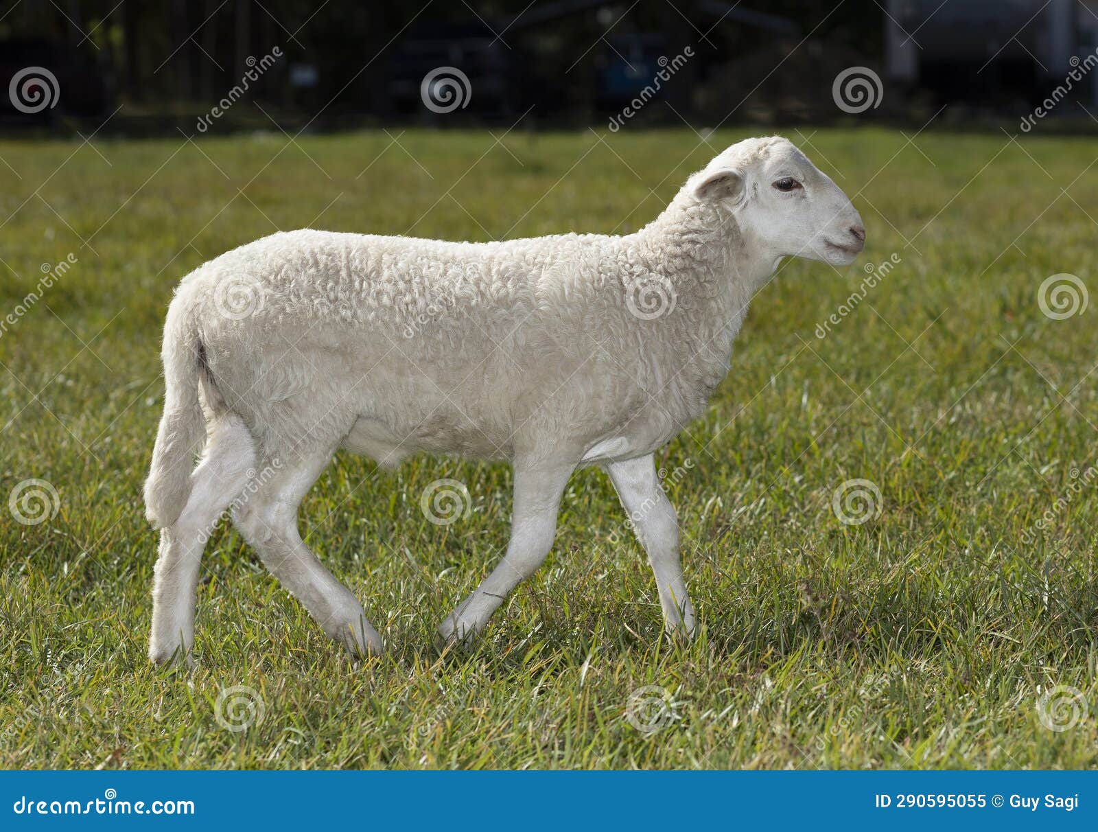 White Lamb Walking Across a Field Stock Image - Image of mammal, animal ...