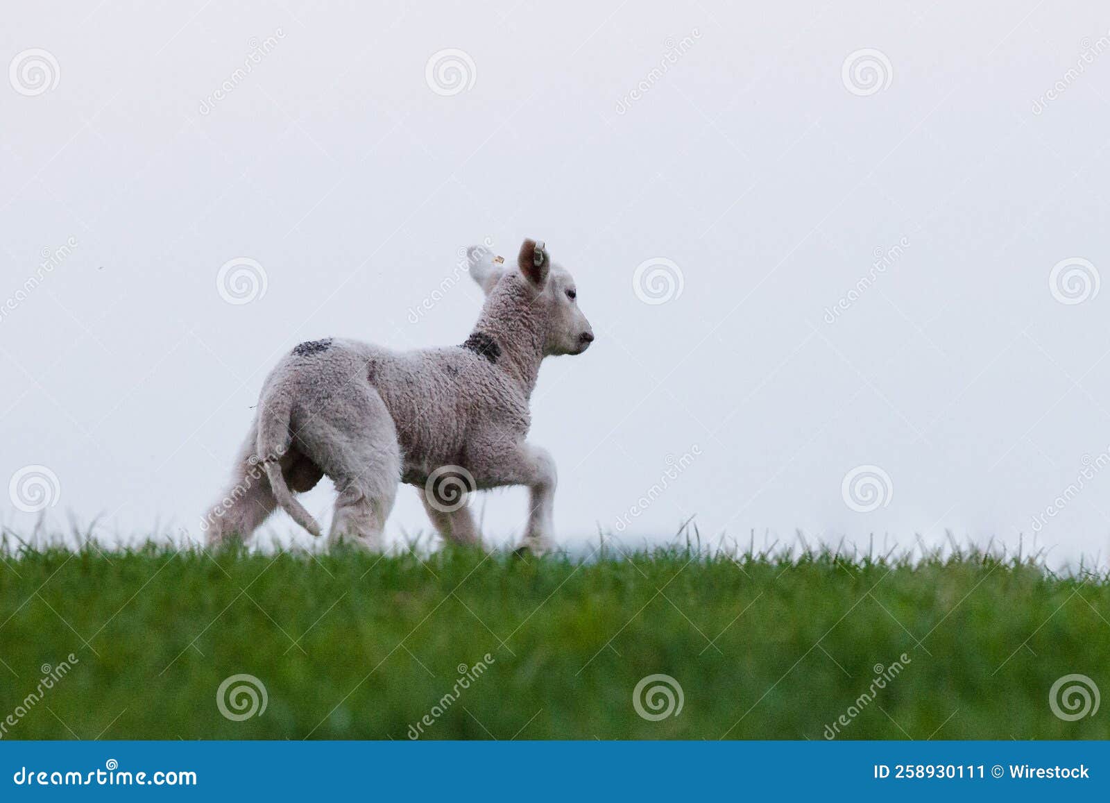 White Lamb Walking on the Grass Against the Sky Stock Image - Image of ...