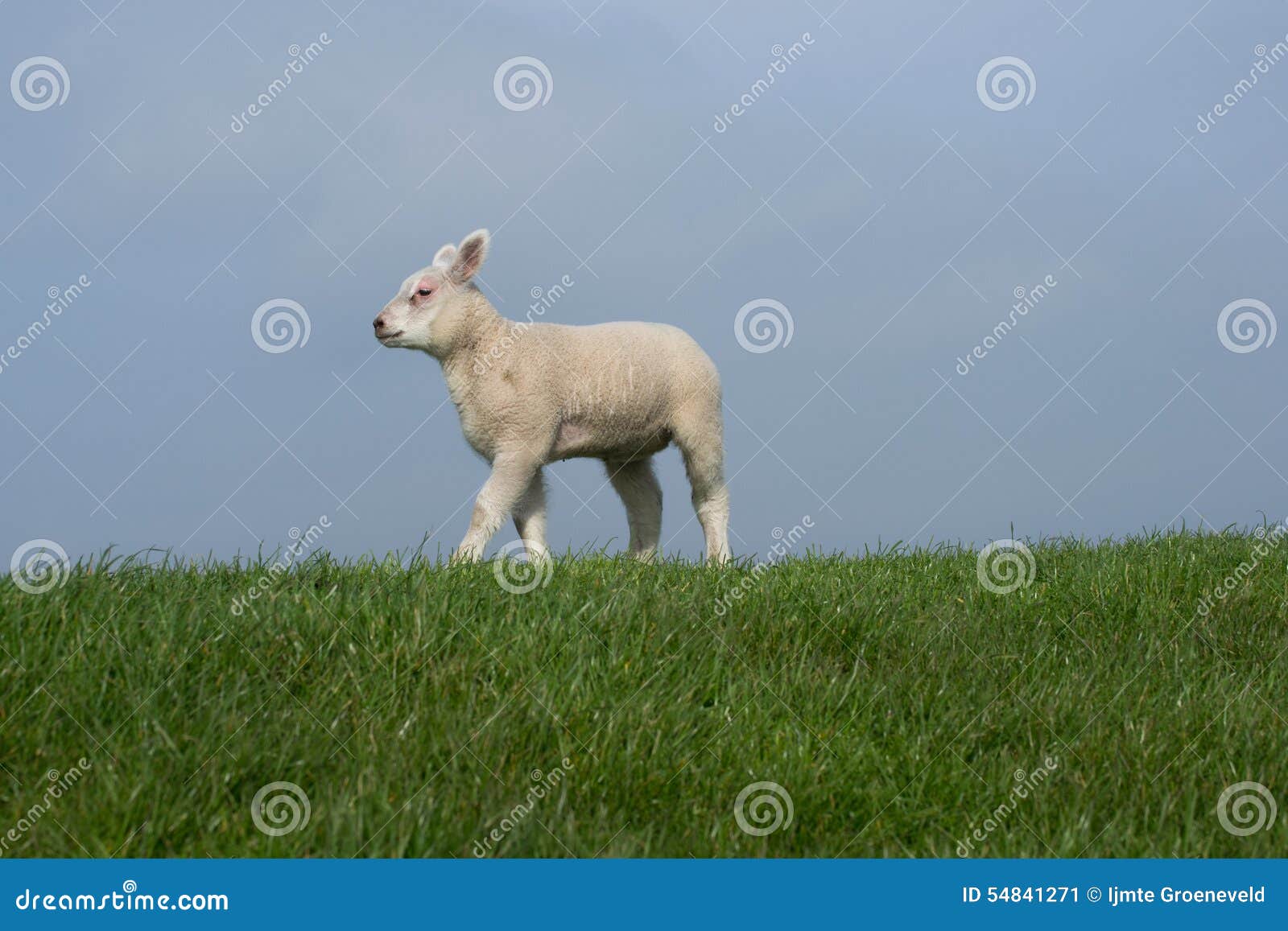 White Lamb Walking To the Left Stock Image - Image of background, curly ...
