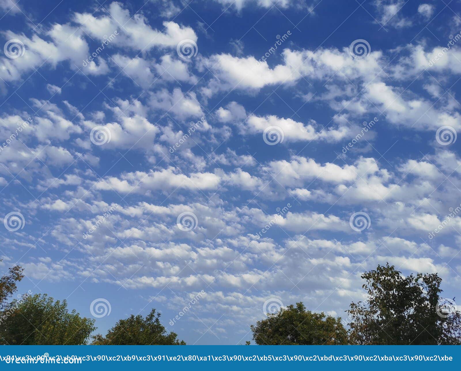 White lambs on air waves stock photo. Image of horizon - 255025302