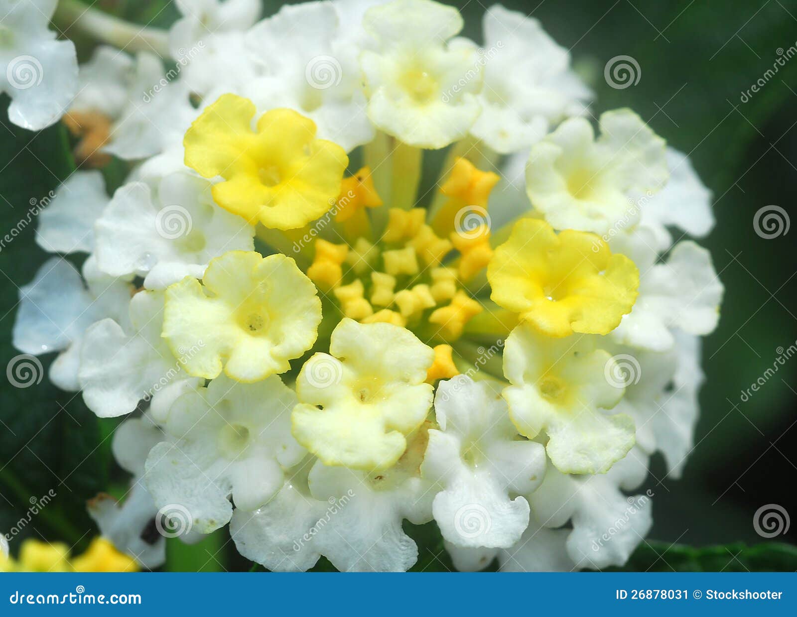 White lantana flower stock image. Image of flower, nature - 26878031