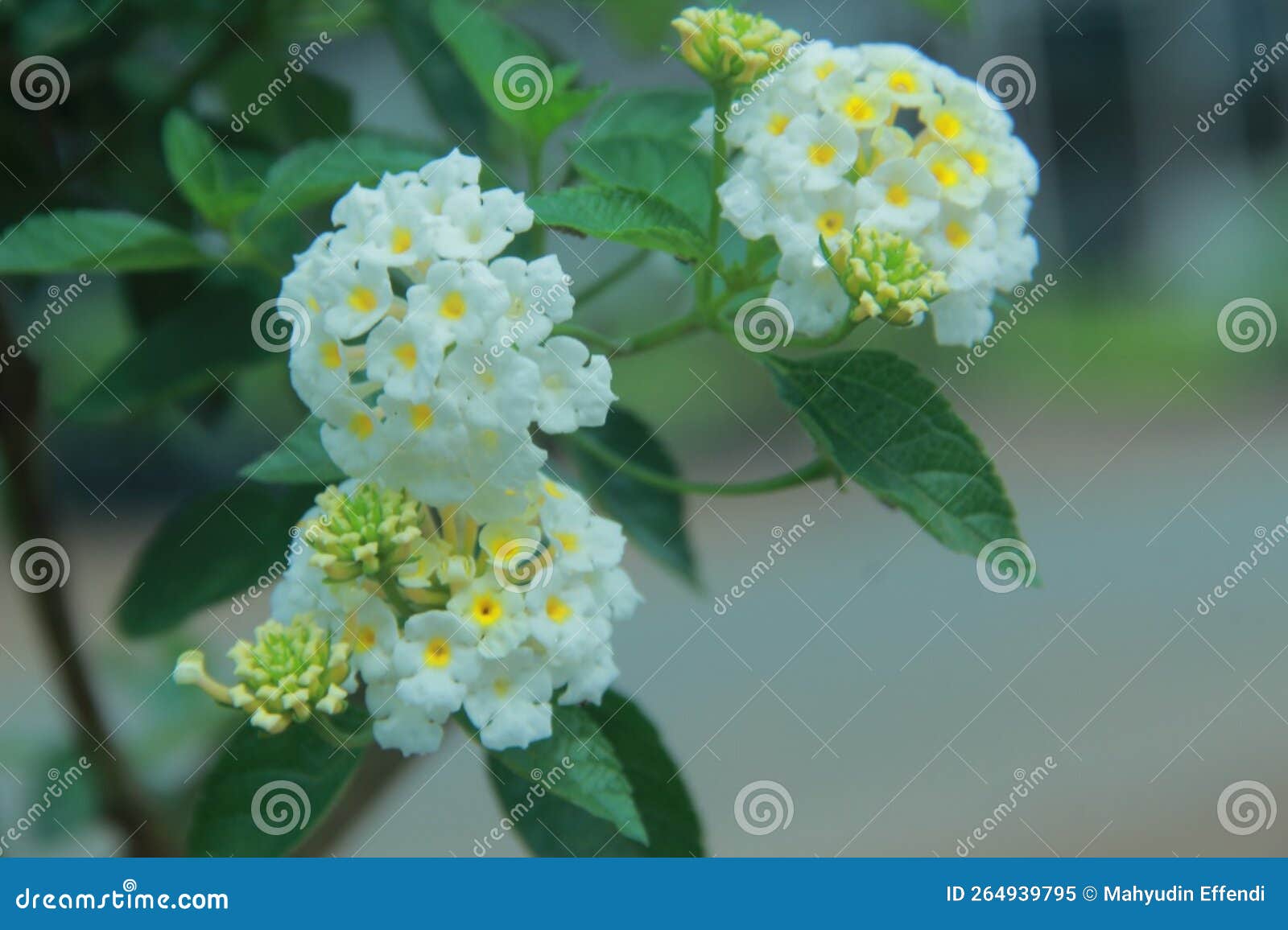 White Lantana Flower in a Garden Stock Image - Image of lilac, flower ...