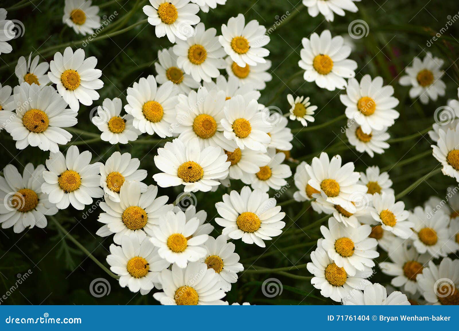 White large daisies stock photo. Image of pollen, like - 71761404