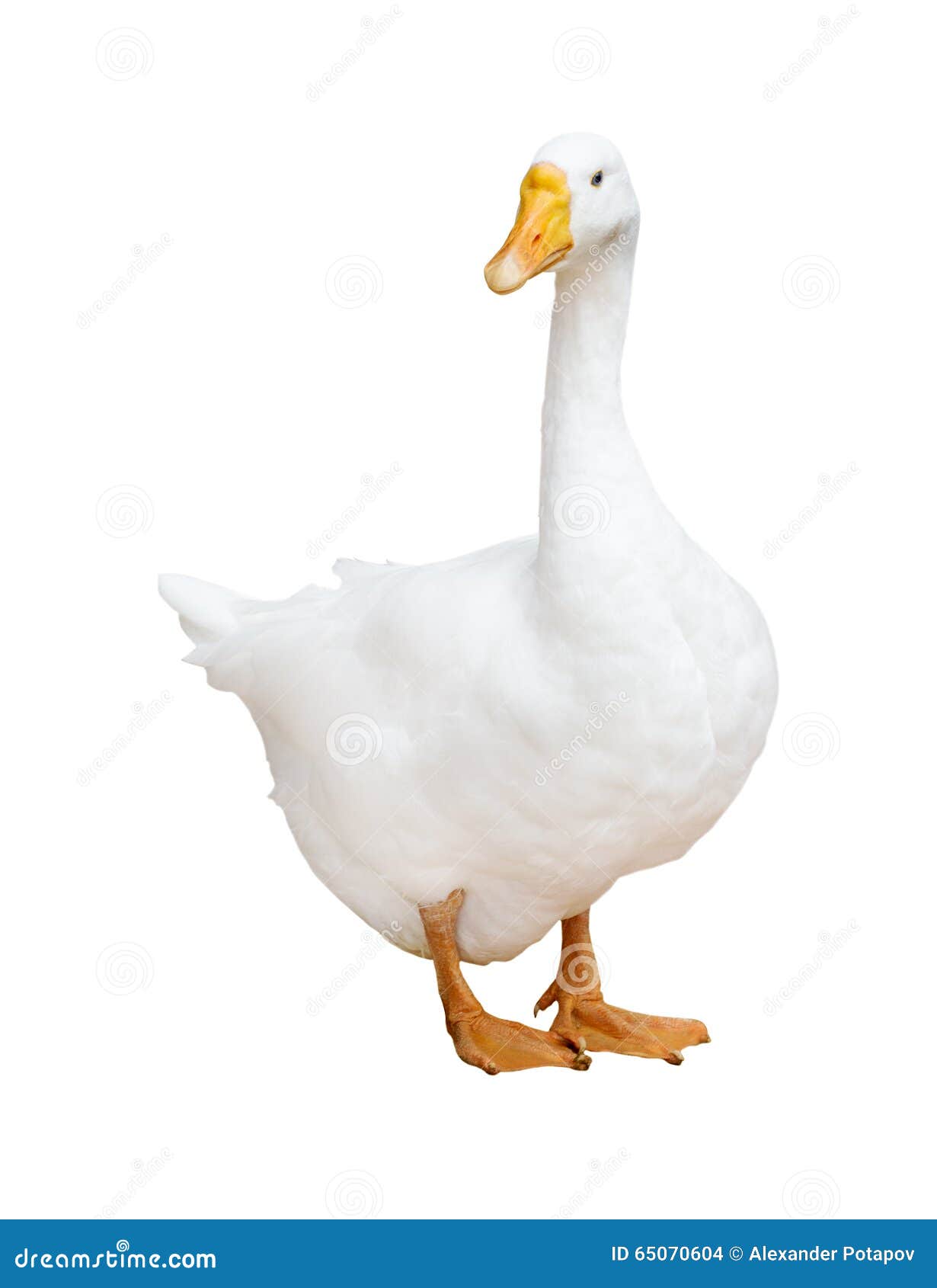 White large isolated goose stock photo. Image of male - 65070604