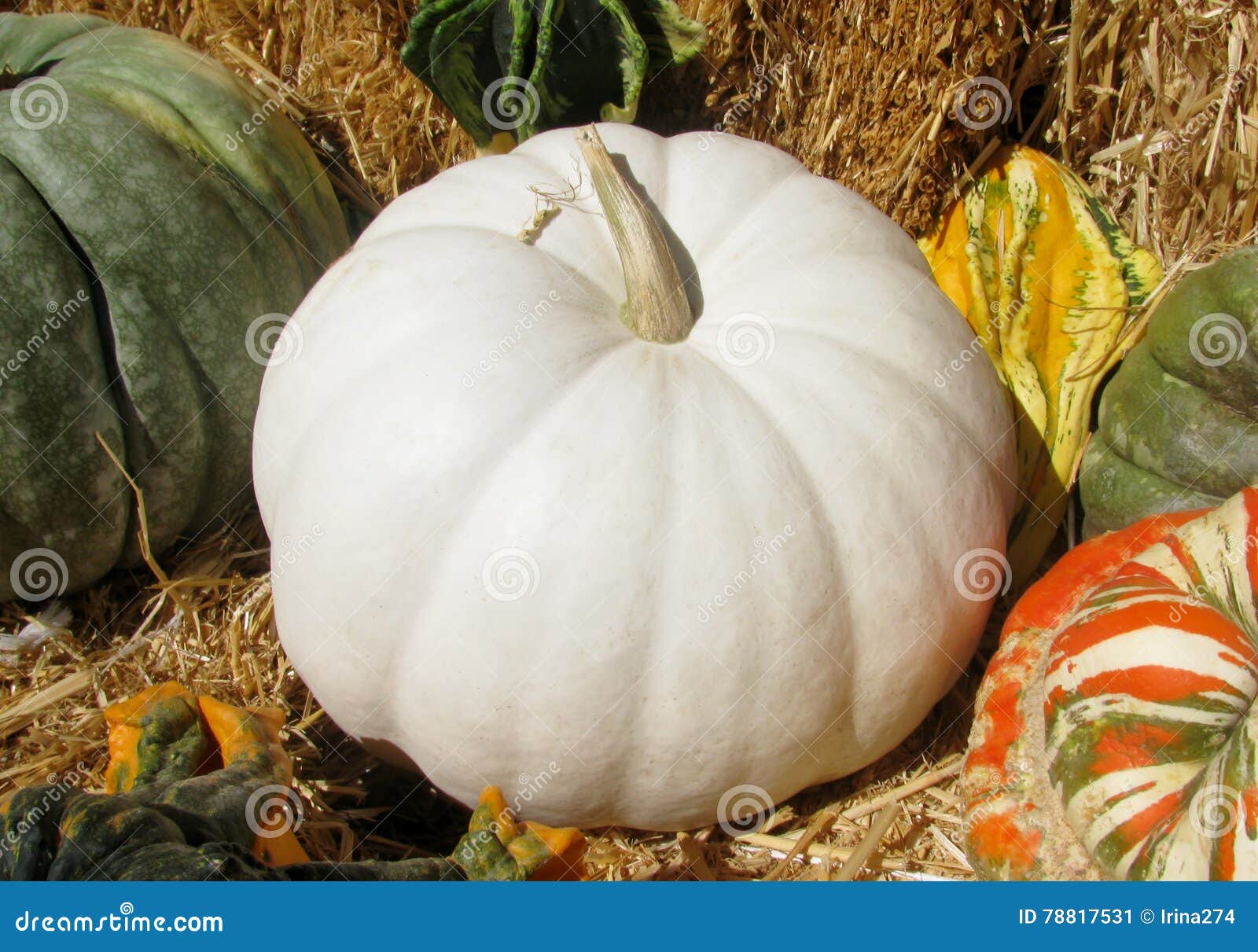 White Pumpkin And Leaves Laying On Vintage Green Scale With Rust ...