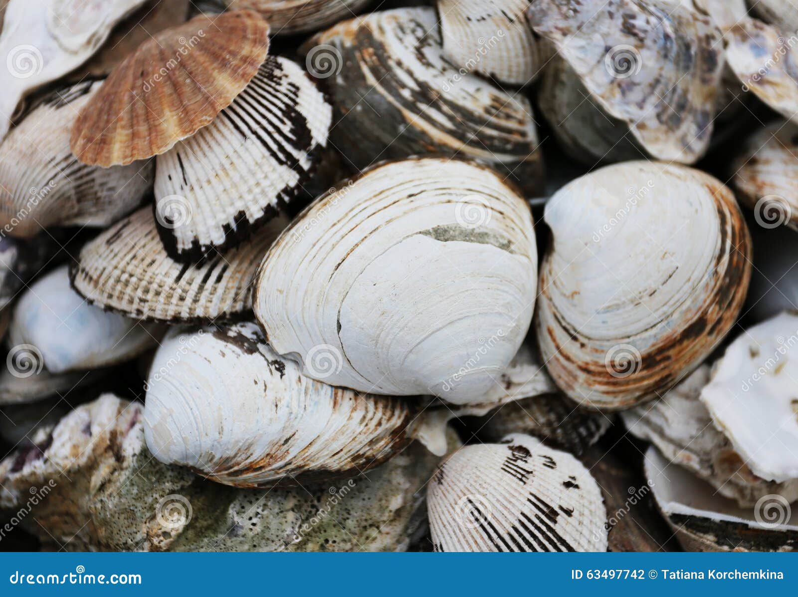 White large shell stock photo. Image of aquatic, scallop - 63497742