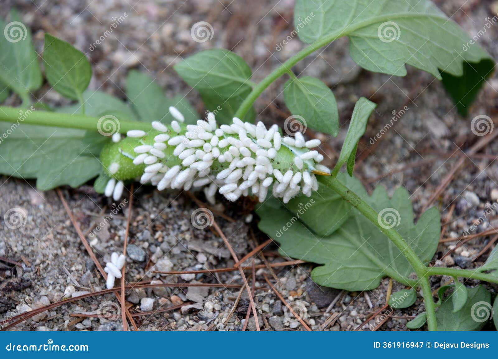 White Larvae, Larvae Beetle Royalty-Free Stock Photography ...