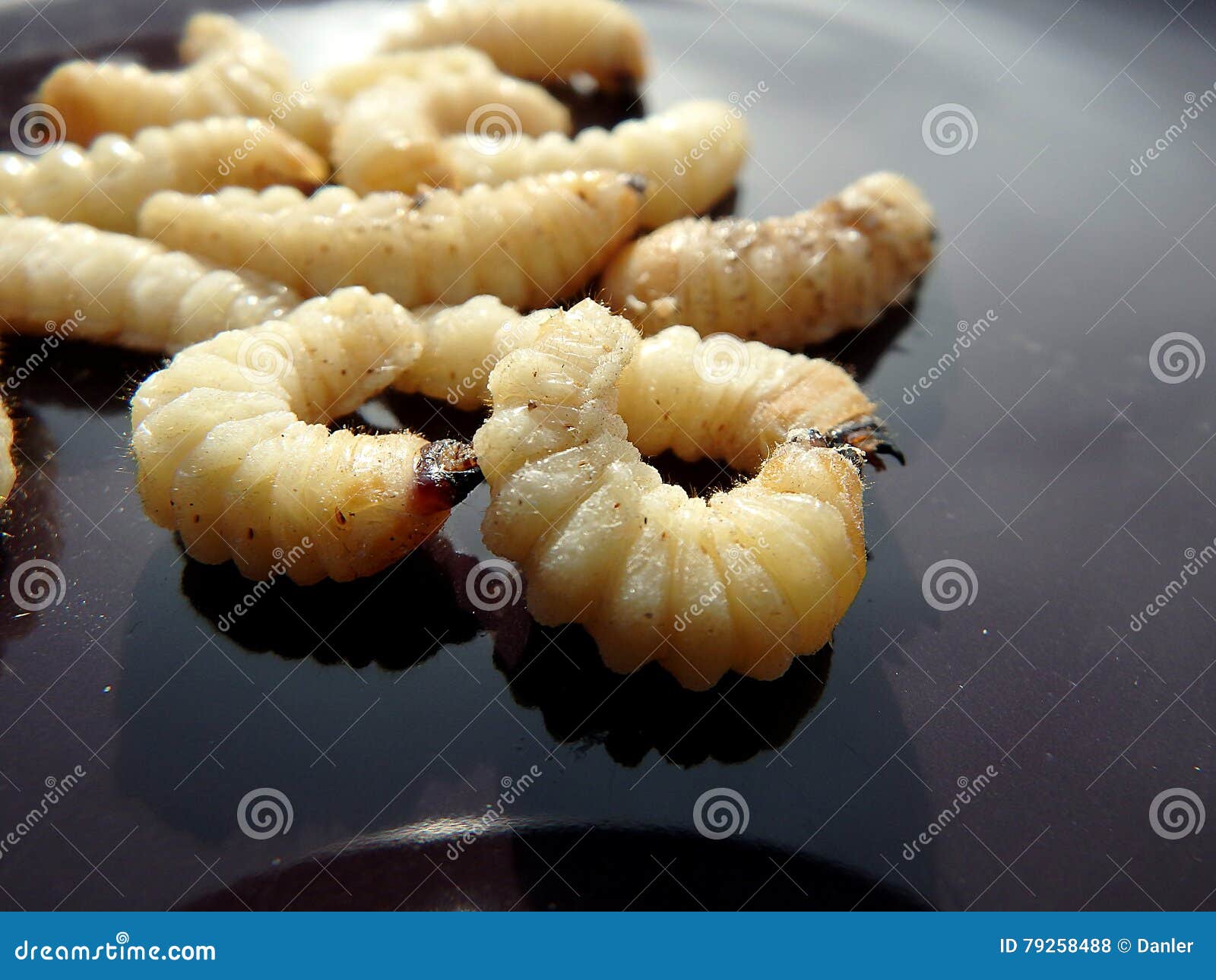 White Larvae, Larvae Beetle Stock Photo | CartoonDealer.com #79258488