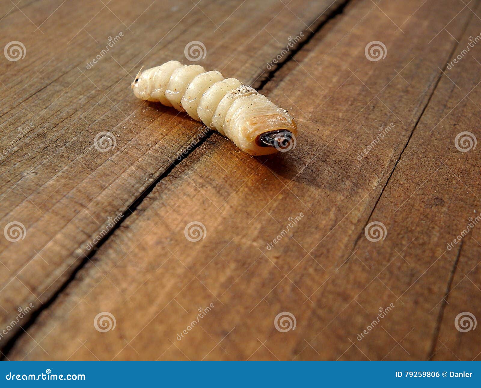 White Larvae, Larvae Beetle Royalty-Free Stock Image | CartoonDealer ...