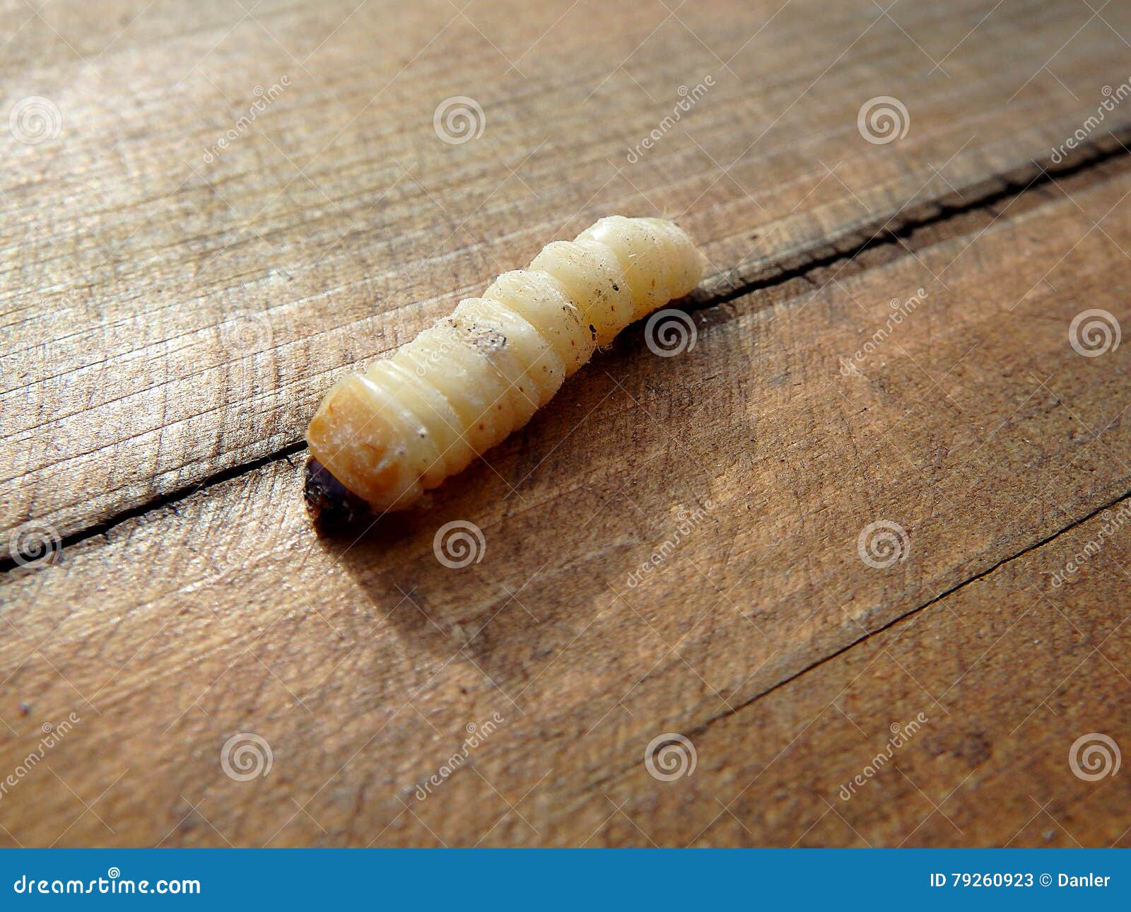 White Larvae, Larvae Beetle Stock Photography | CartoonDealer.com #79258454