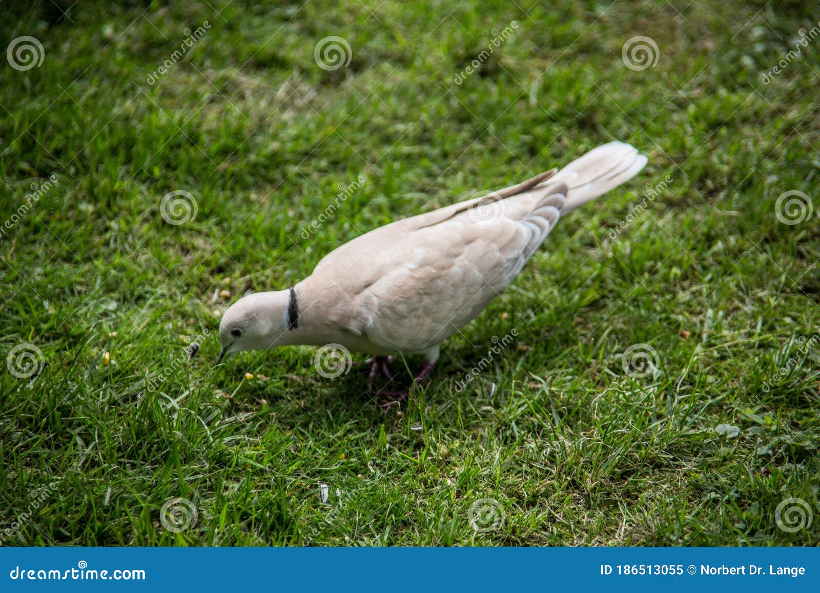 White laughing pigeon stock image. Image of grass, cooing - 186513055