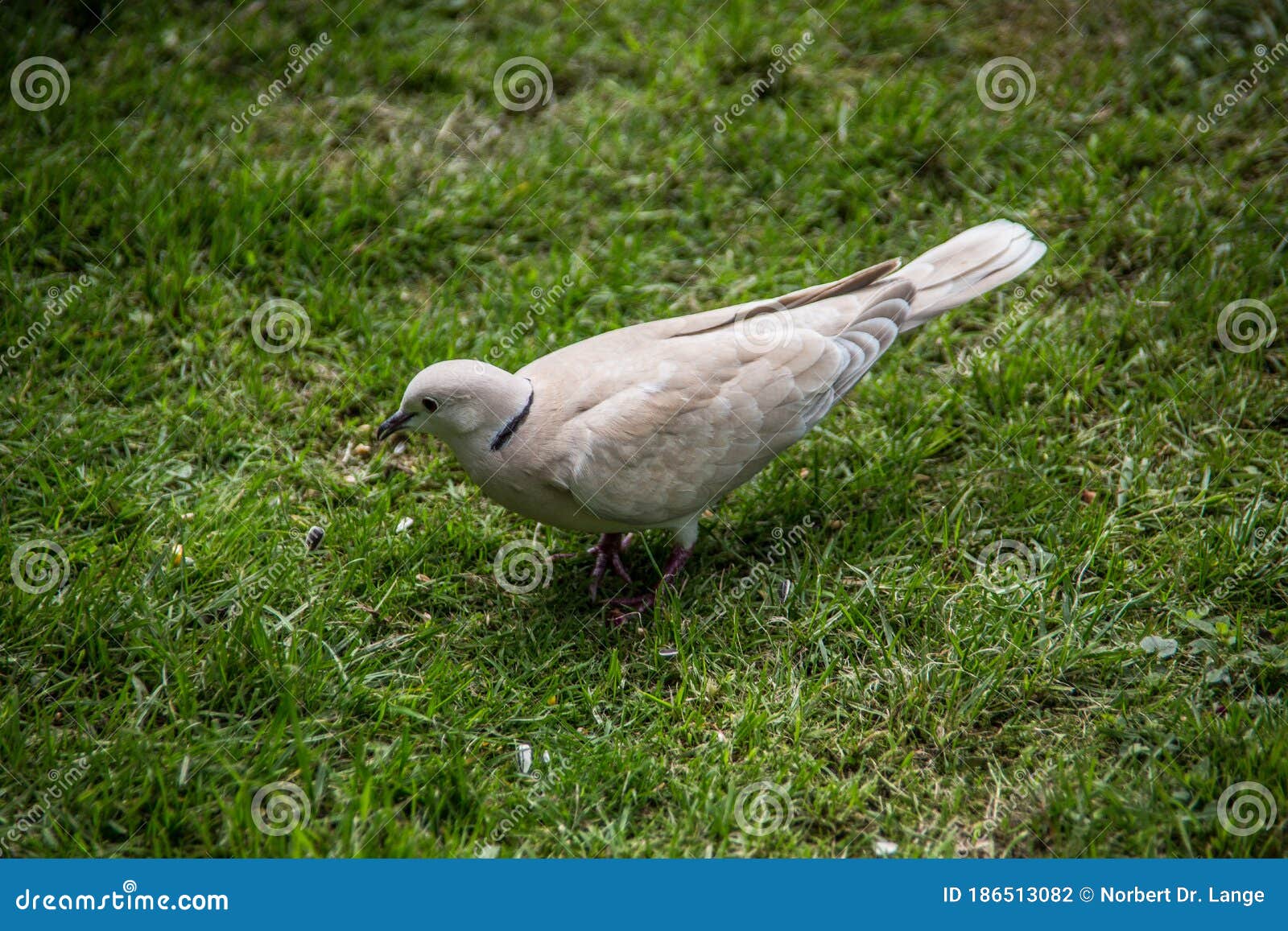 White laughing pigeon stock photo. Image of cleaning - 186513082