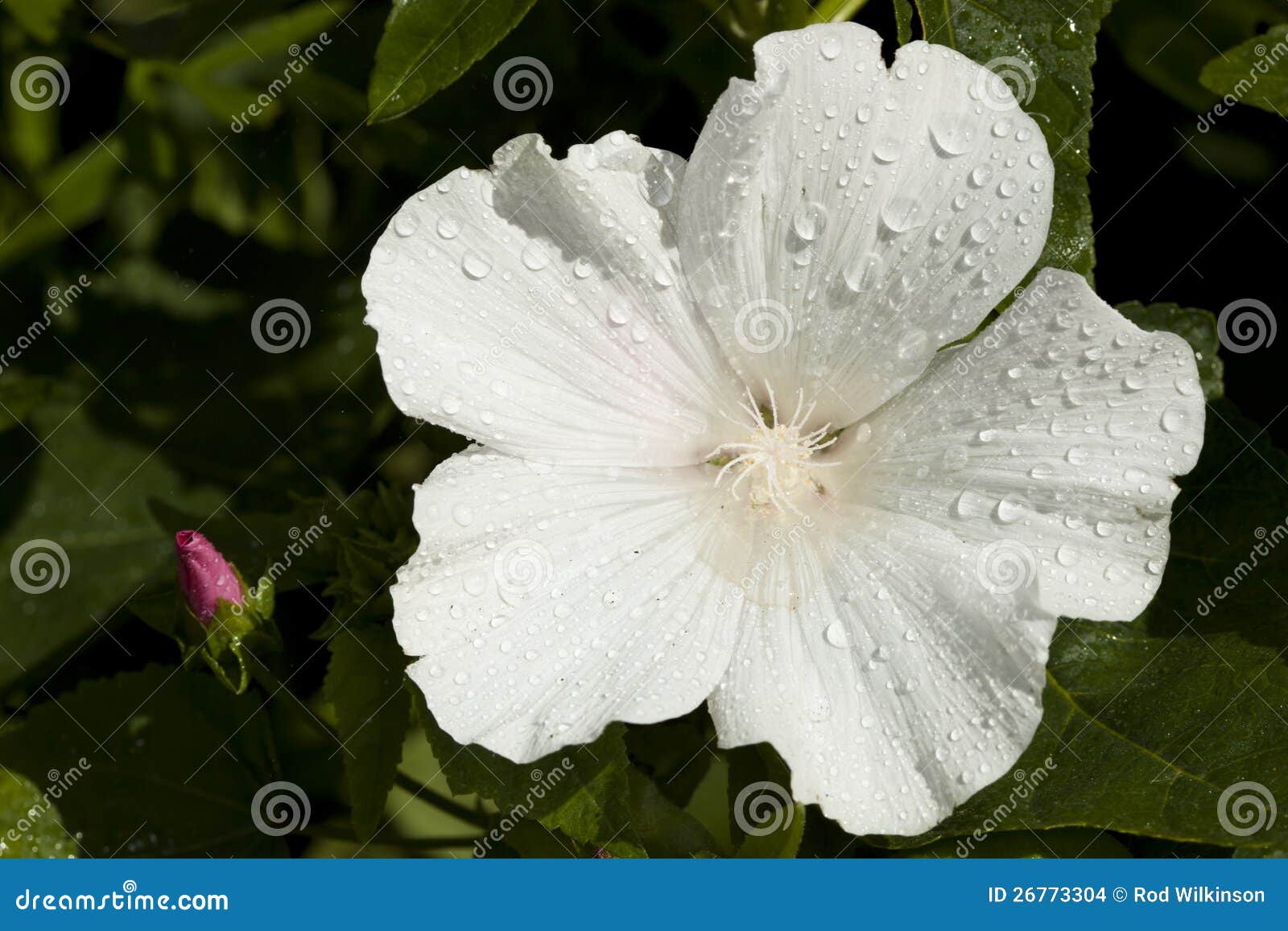 White lavatera stock photo. Image of droplets, rain, white - 26773304