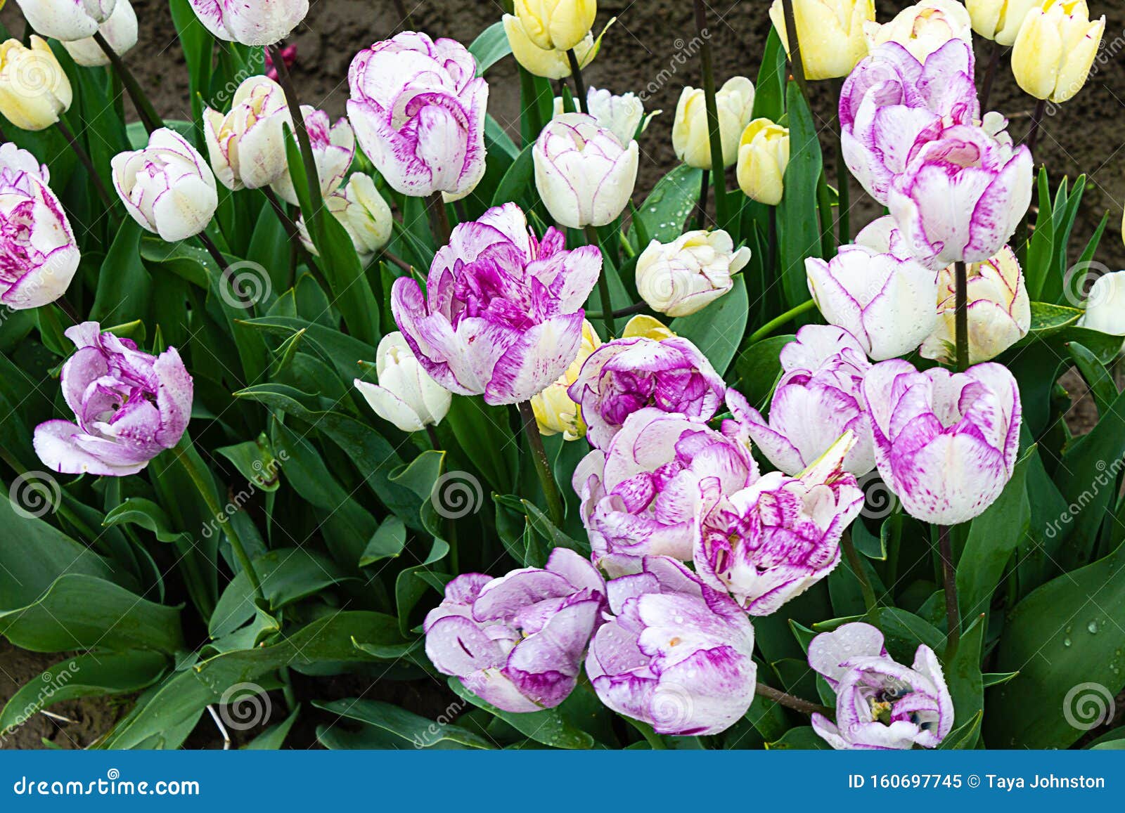 White and Lavender Varigated Tulips with Pale Yellow Tulips in the Rain ...