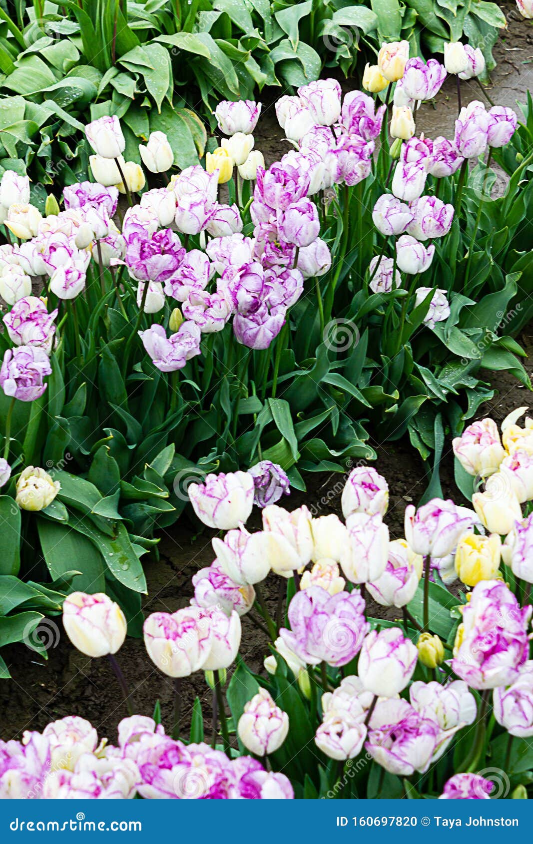 White and Lavender Varigated Tulips with Pale Yellow Tulips in the Rain ...