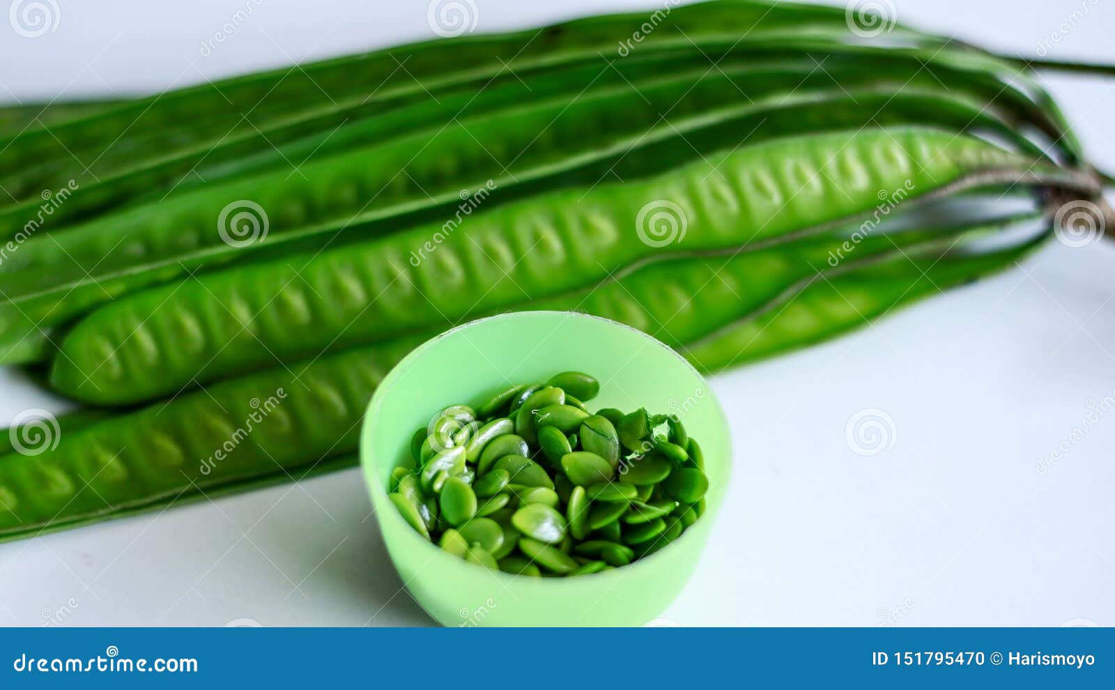 White leadtree stock photo. Image of leucaena, plant - 151795470