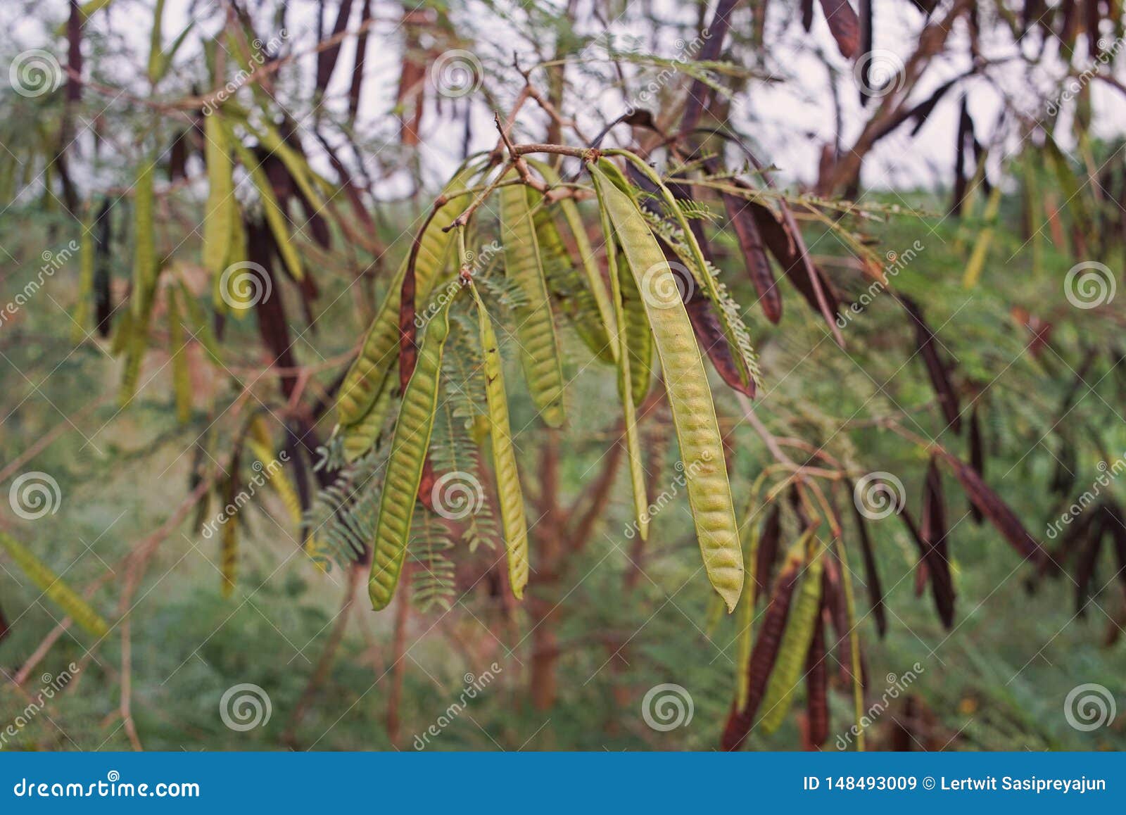 White Leadtree, River Tamarind, Fast Growing Small Tree Stock Image ...