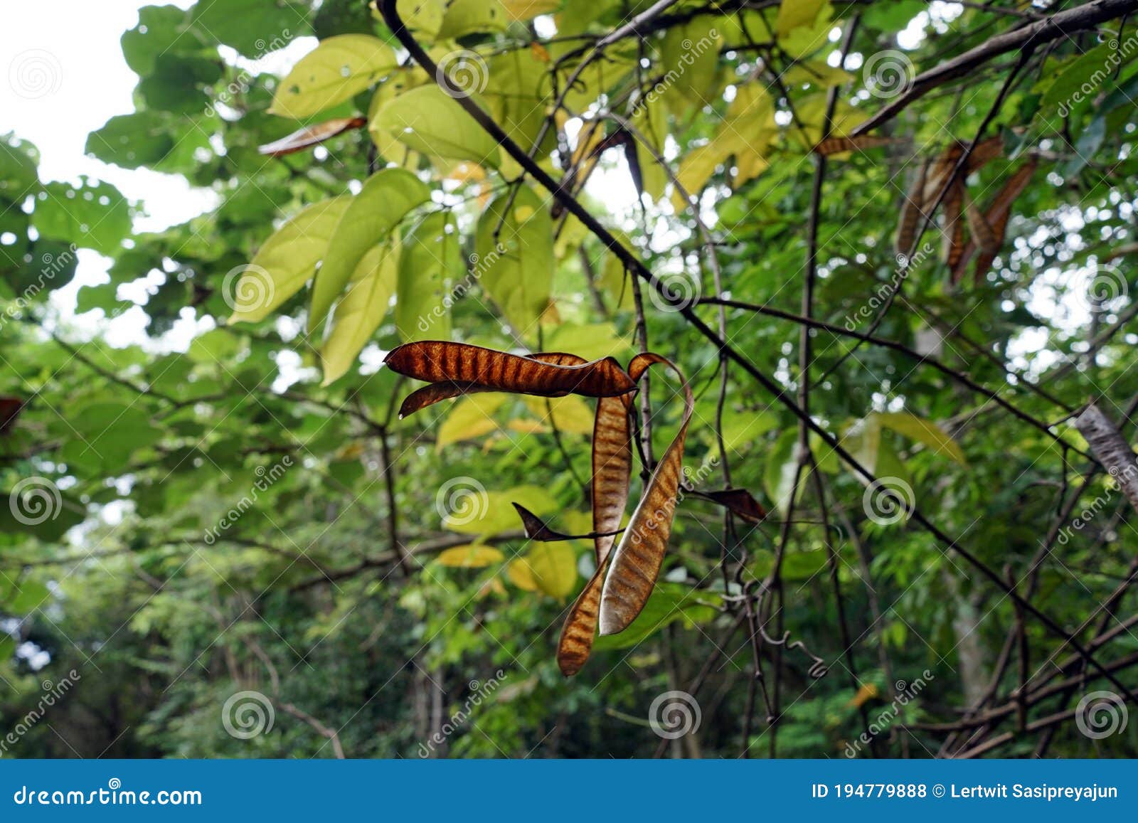 White Leadtree, River Tamarind, Fast Growing Small Tree Stock Photo ...