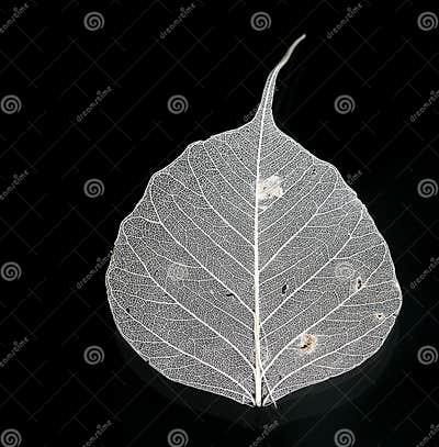 White leaf stock image. Image of closeup, creative, nature - 448693