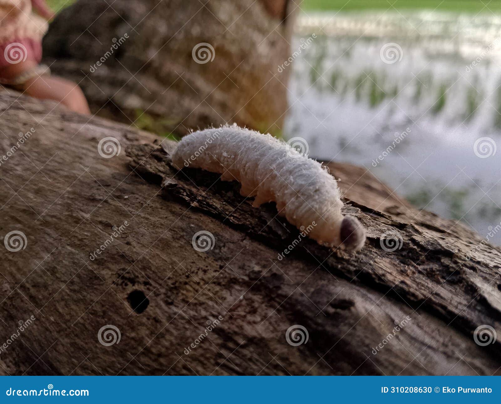White Leaf Caterpillars that Fall on Wood Stock Photo - Image of white ...