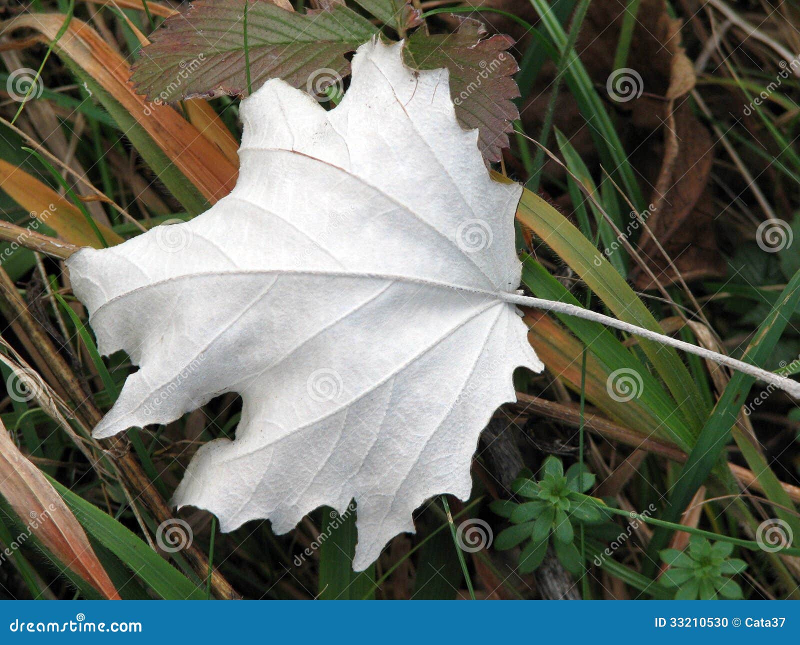 White leaf stock photo. Image of leave, seasonal, foliage - 33210530