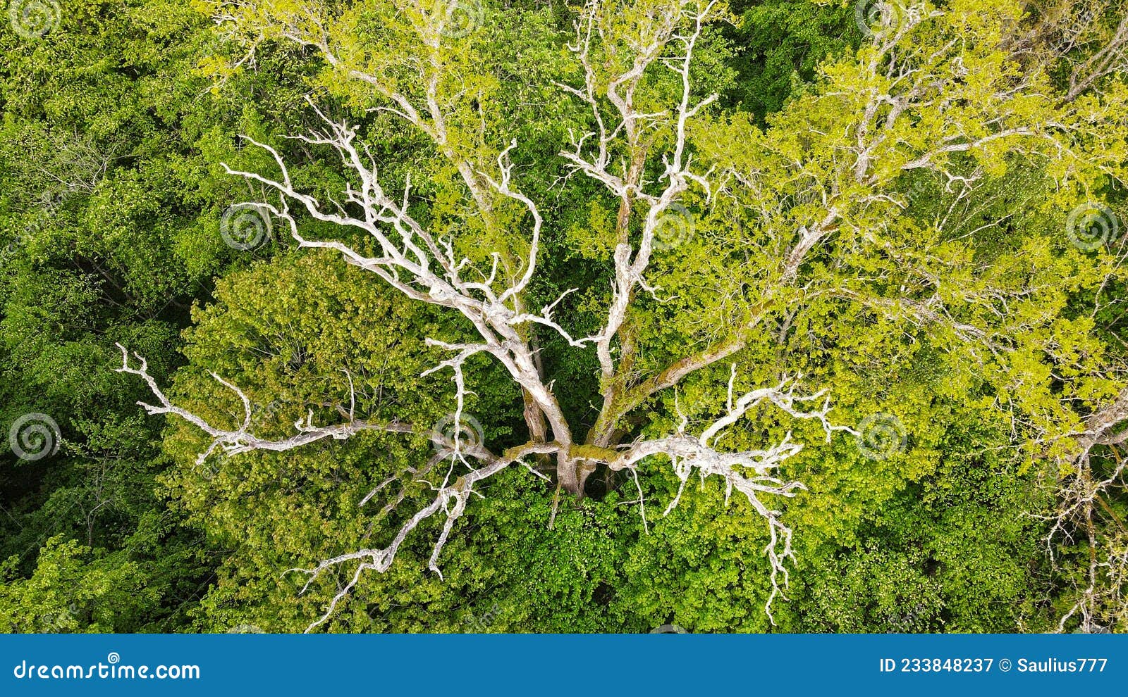 A White Leafless Tree in the Green Forest. Stock Image - Image of ...