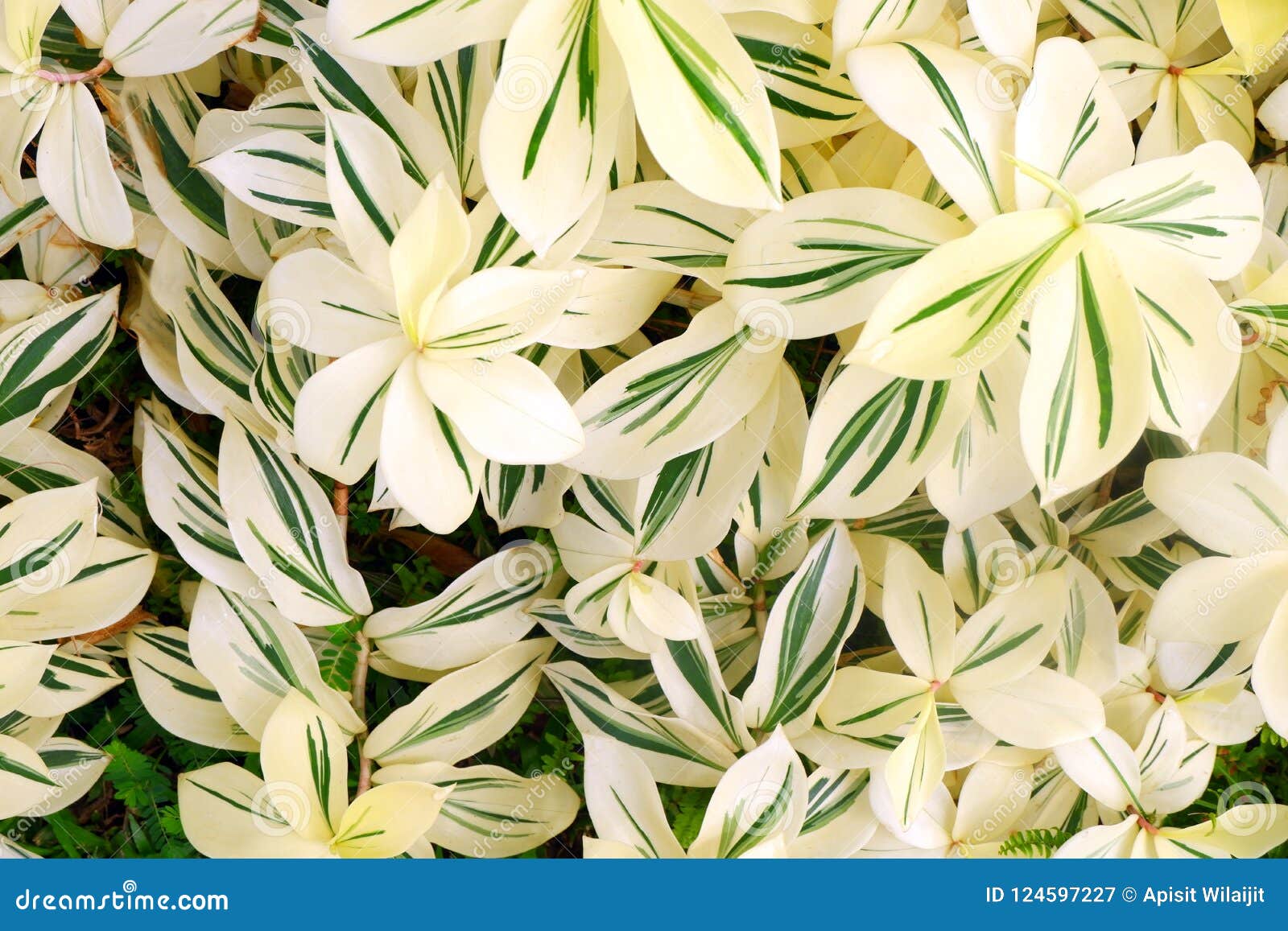 White Leafs Plant Pattern for Background. Stock Image - Image of wall ...