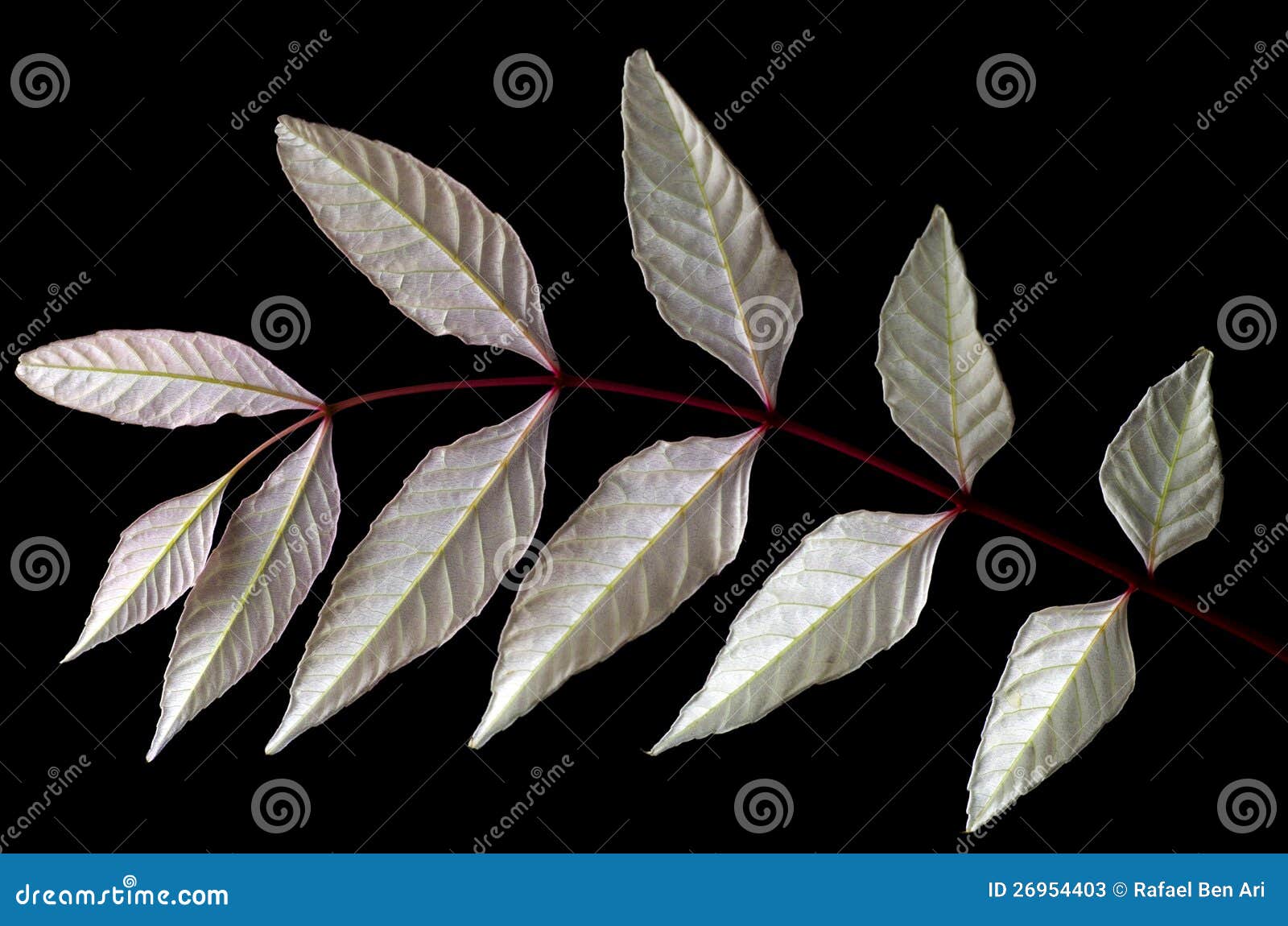 White leaves texture stock image. Image of leafy, flora - 26954403