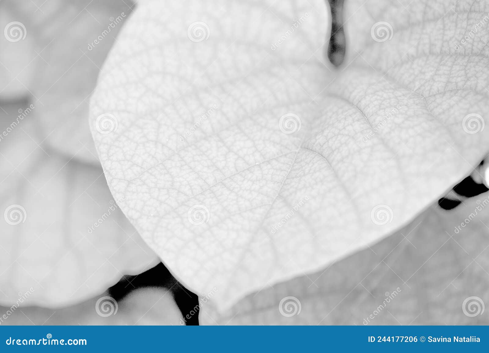White Leaves Tropical Texture Textile Background Stock Photo - Image of ...