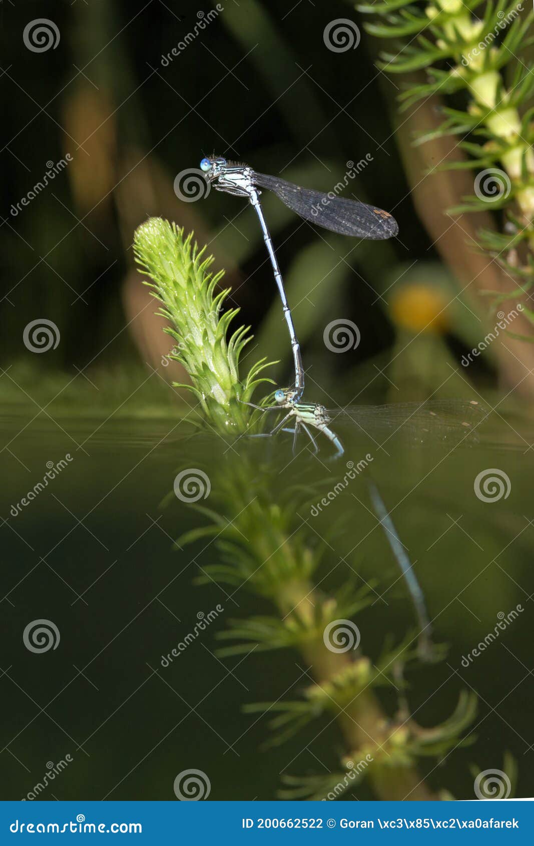 The White-legged Damselfly Mating and Depositing the Eggs on Water ... The White-legged Damselfly Mating and Depositing the Eggs on Water ...