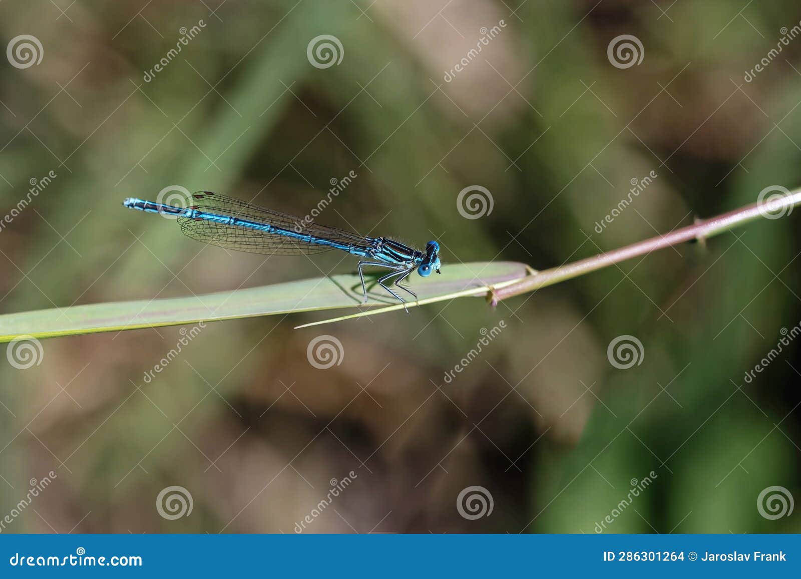 White Legged Damselfly is Posing on the Leaf of Grass Stock Photo ...