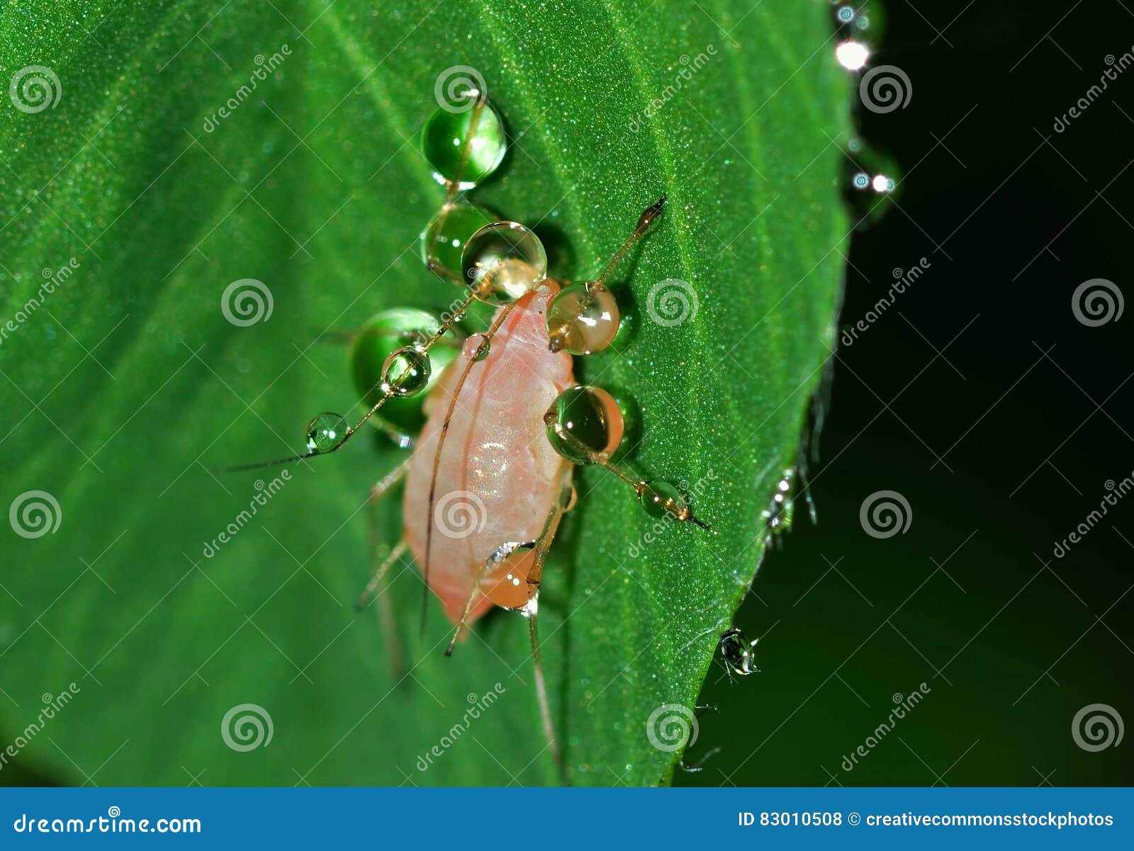 White 6 Legged Insect On Green Leaf Picture. Image: 83010508