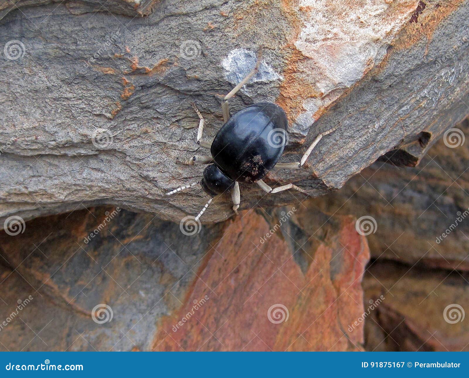 WHITE-LEGGED TOKTOKKIE stock image. Image of whitelegged - 91875167