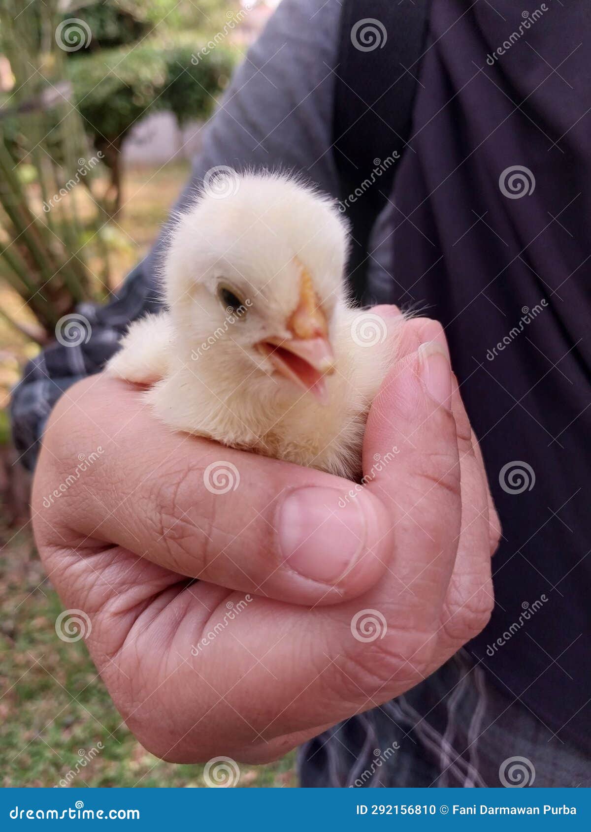 White Leghorn Baby Chick in the Hand Stock Photo - Image of chicken ...