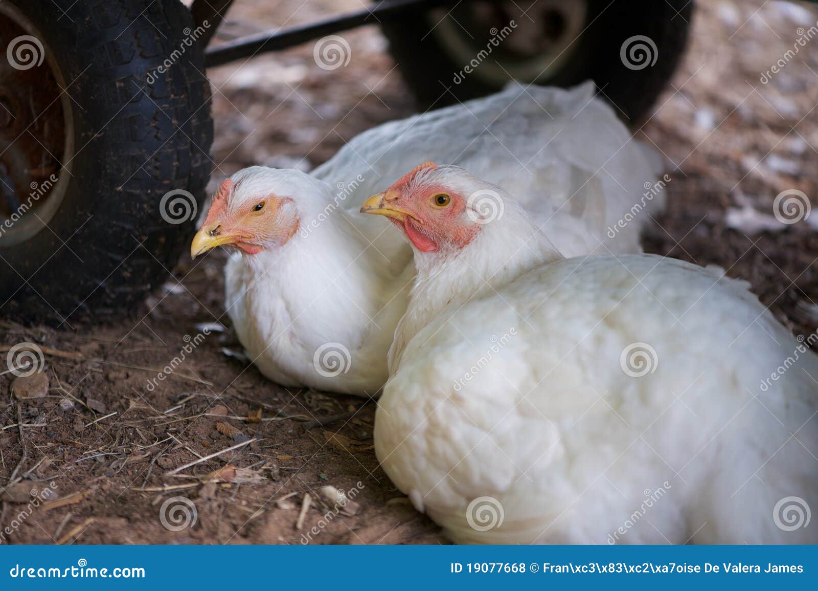 White Leghorn Pullets or Young Hens Stock Photo - Image of range ...