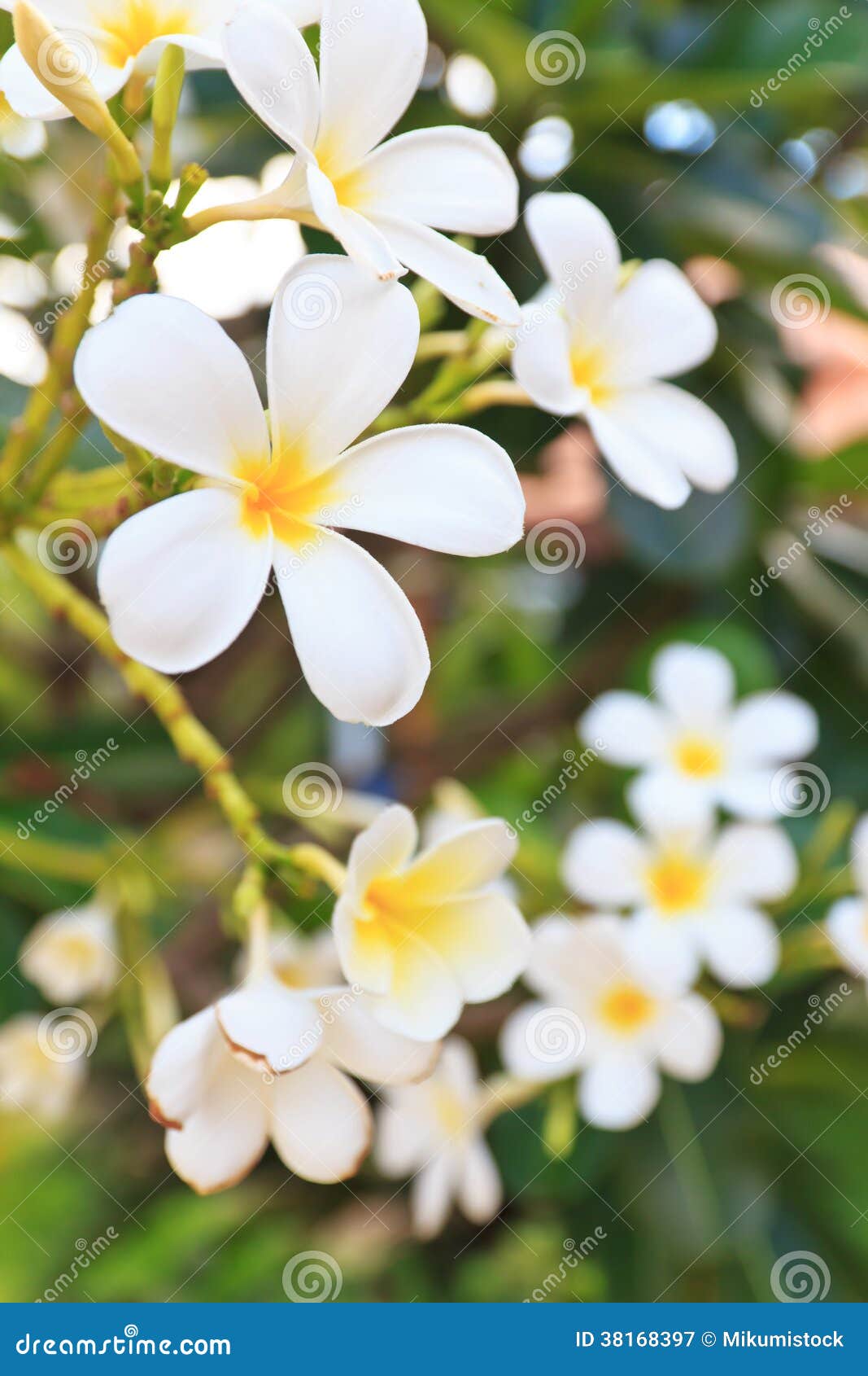 White lelawadee flower stock image. Image of plant, bloom - 38168397